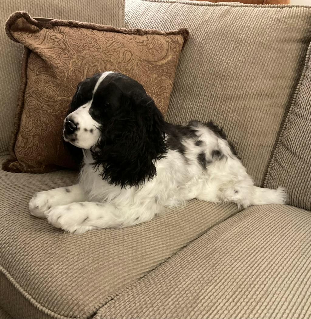 Tortoiseshell Cat Stuffed Animal | Get A Custom Tortoiseshell Cat Plush ...