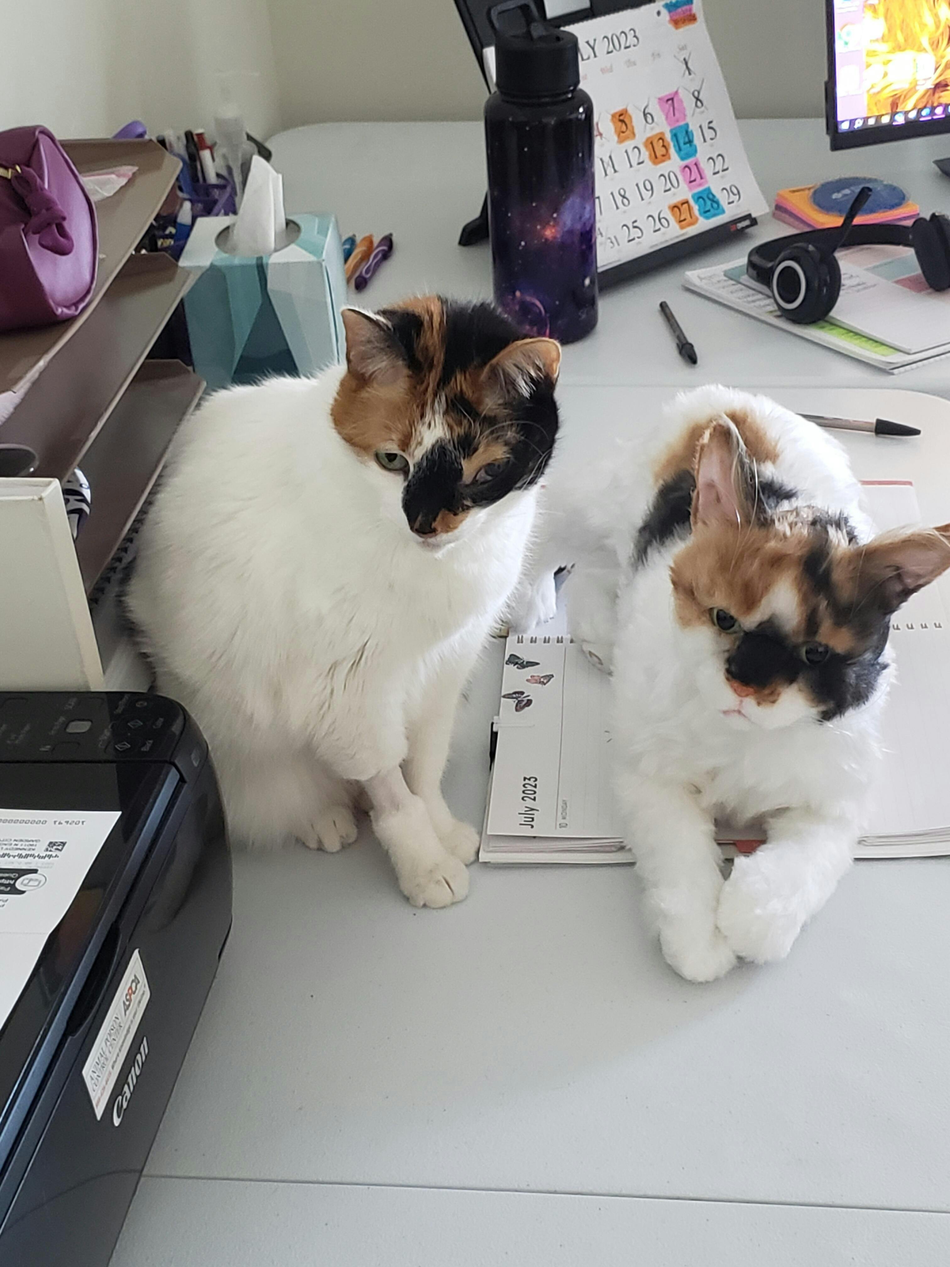 Tortoiseshell Cat Stuffed Animal | Get A Custom Tortoiseshell Cat Plush ...