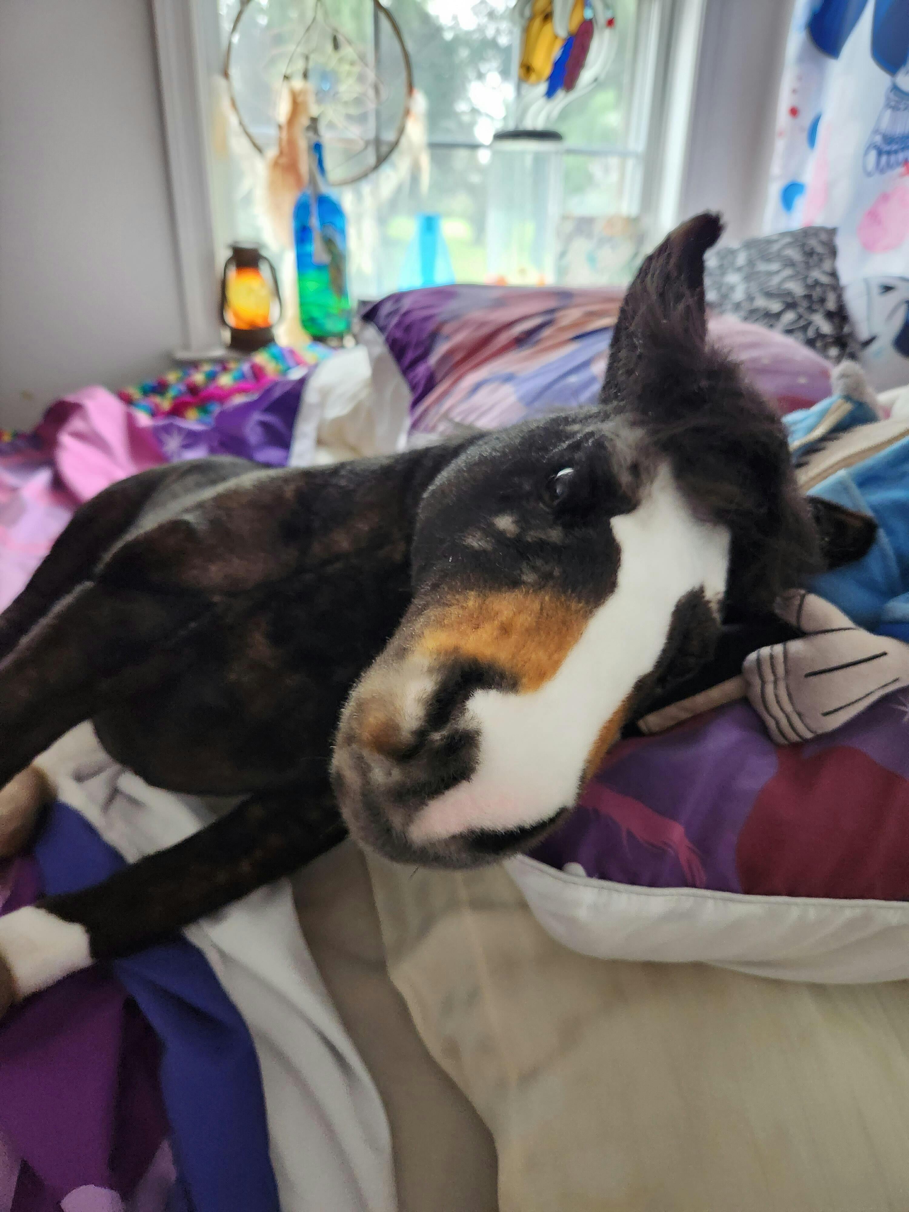 Product Reviews - Cuddle Clones