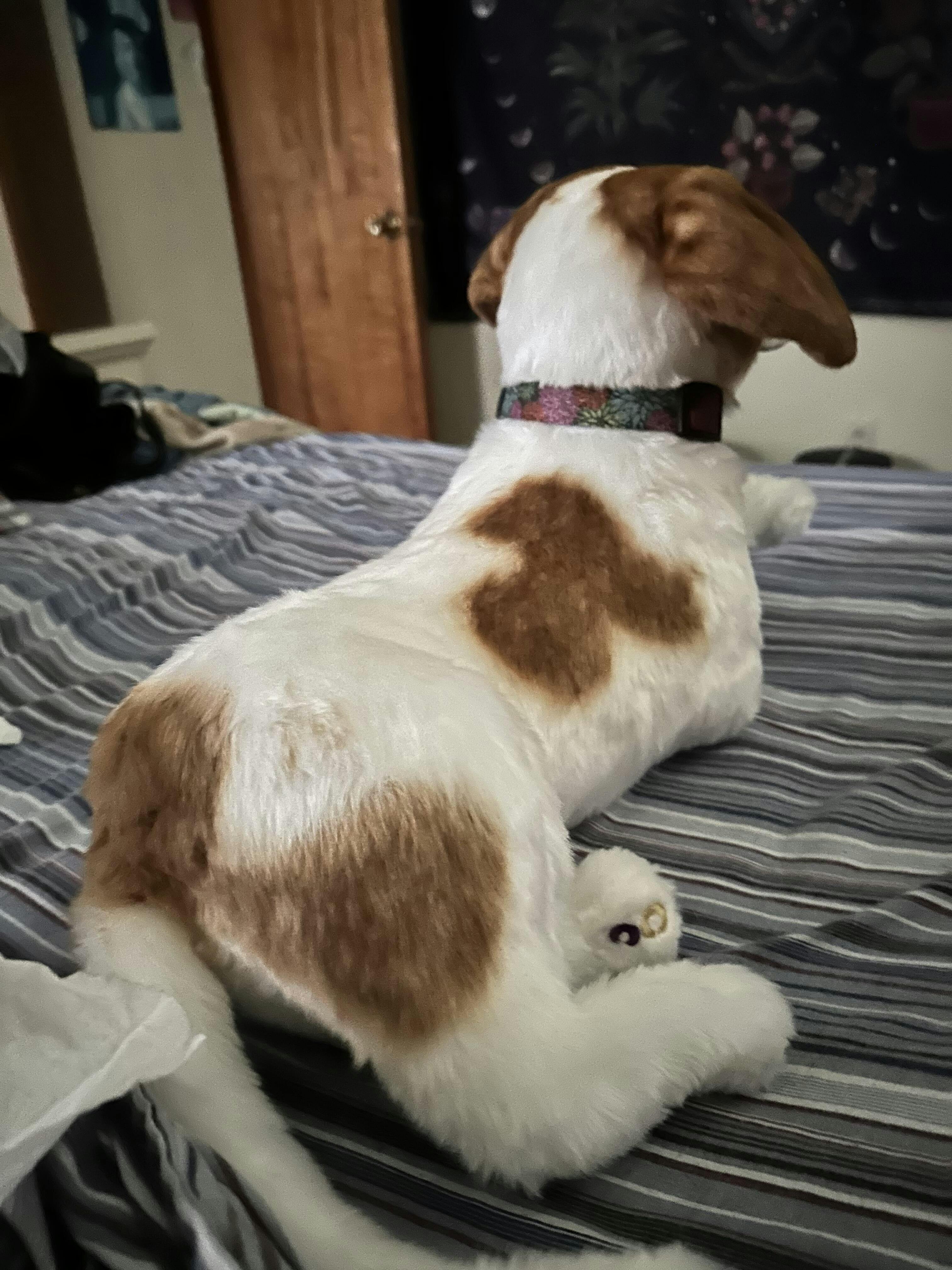 Product Reviews - Cuddle Clones