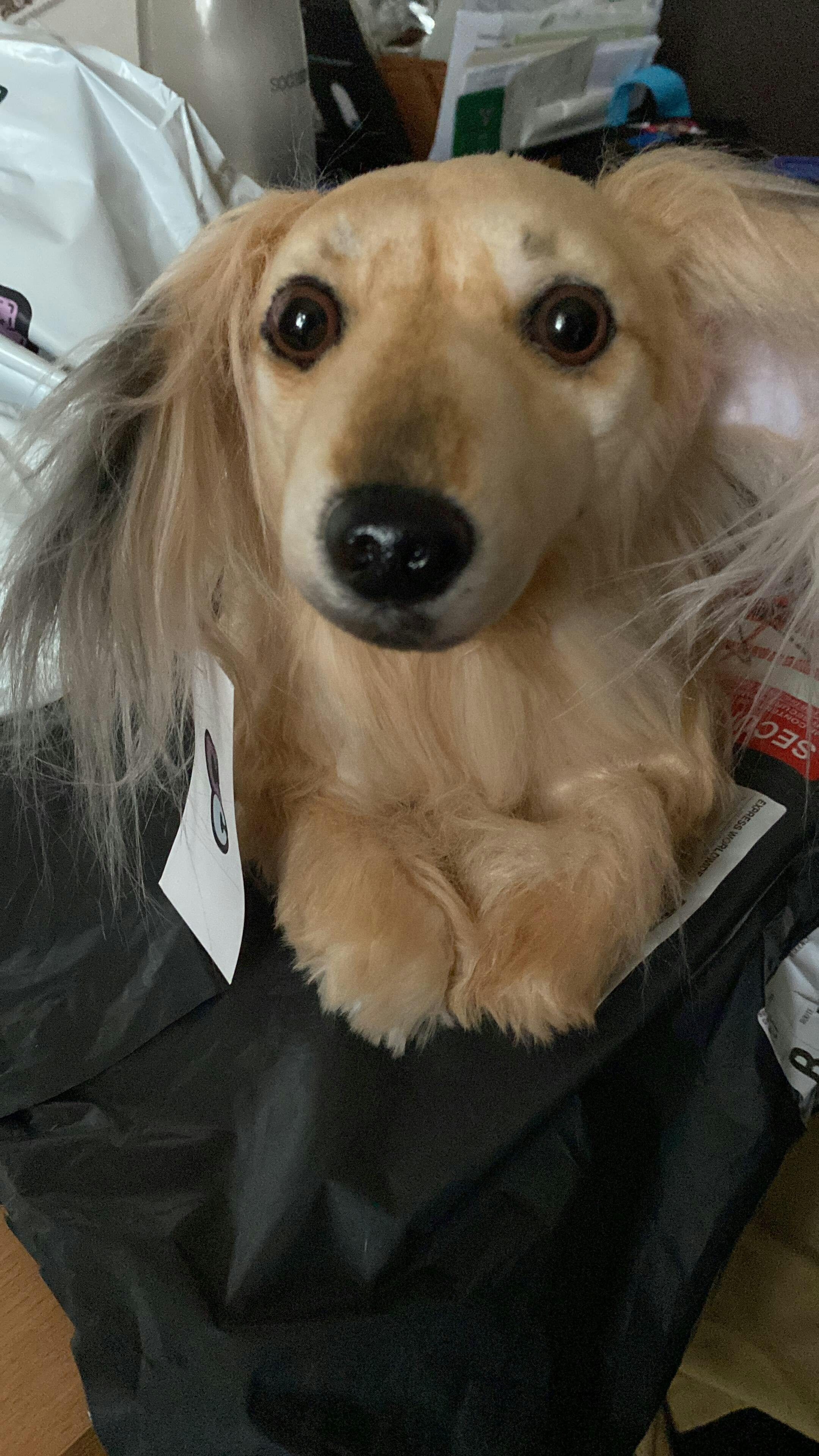 Product Reviews - Cuddle Clones