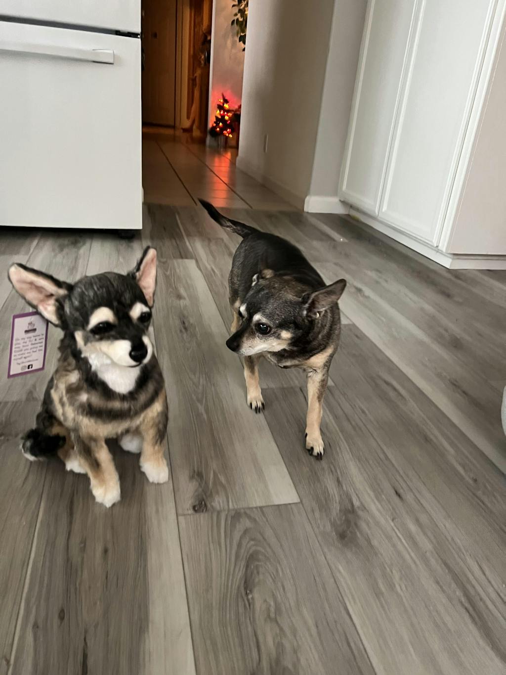 Tortoiseshell Cat Stuffed Animal | Get A Custom Tortoiseshell Cat Plush ...