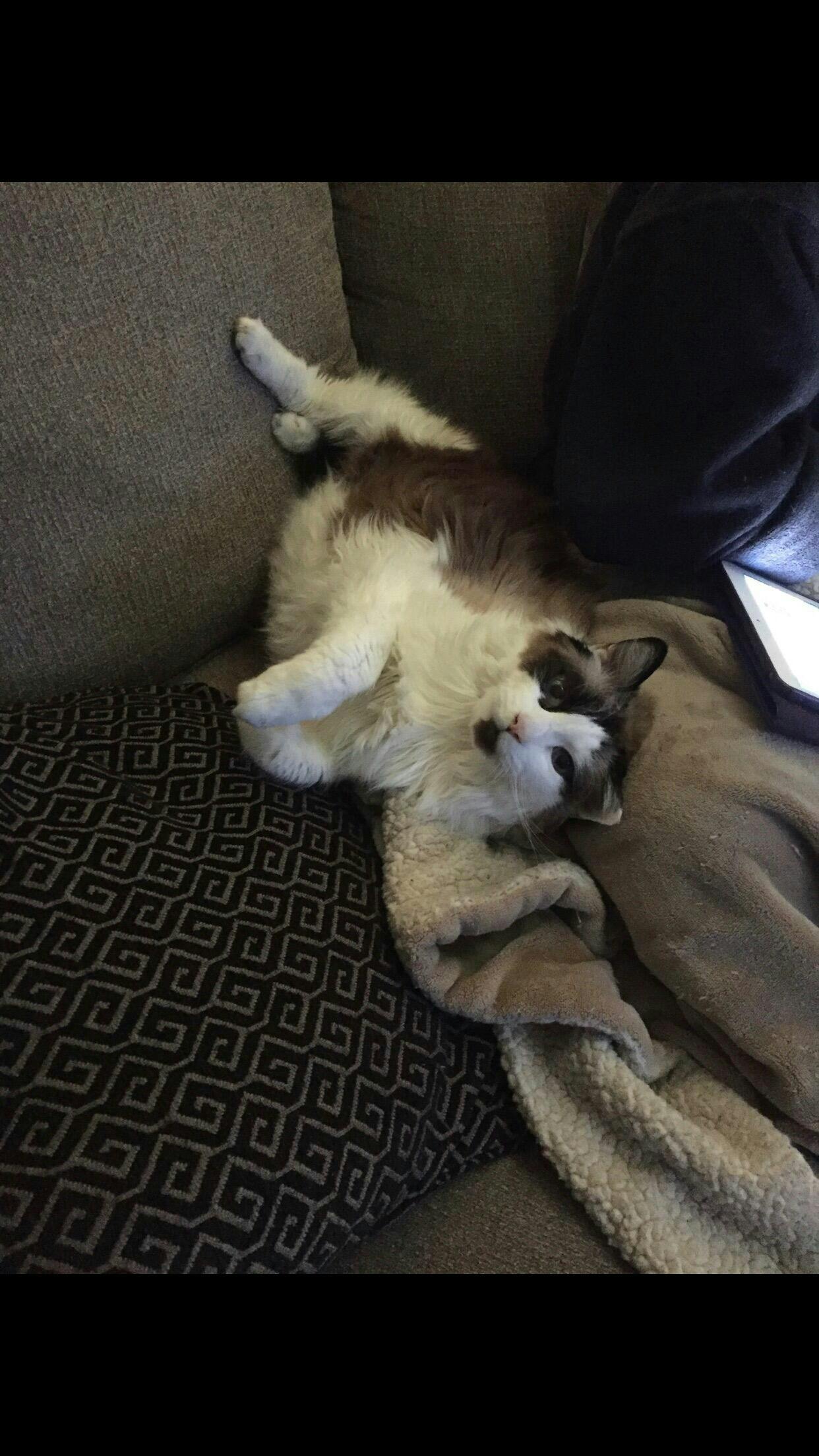 Yorkie Stuffed Animal | Immortalize Your Pet with a Yorkie Plush ...