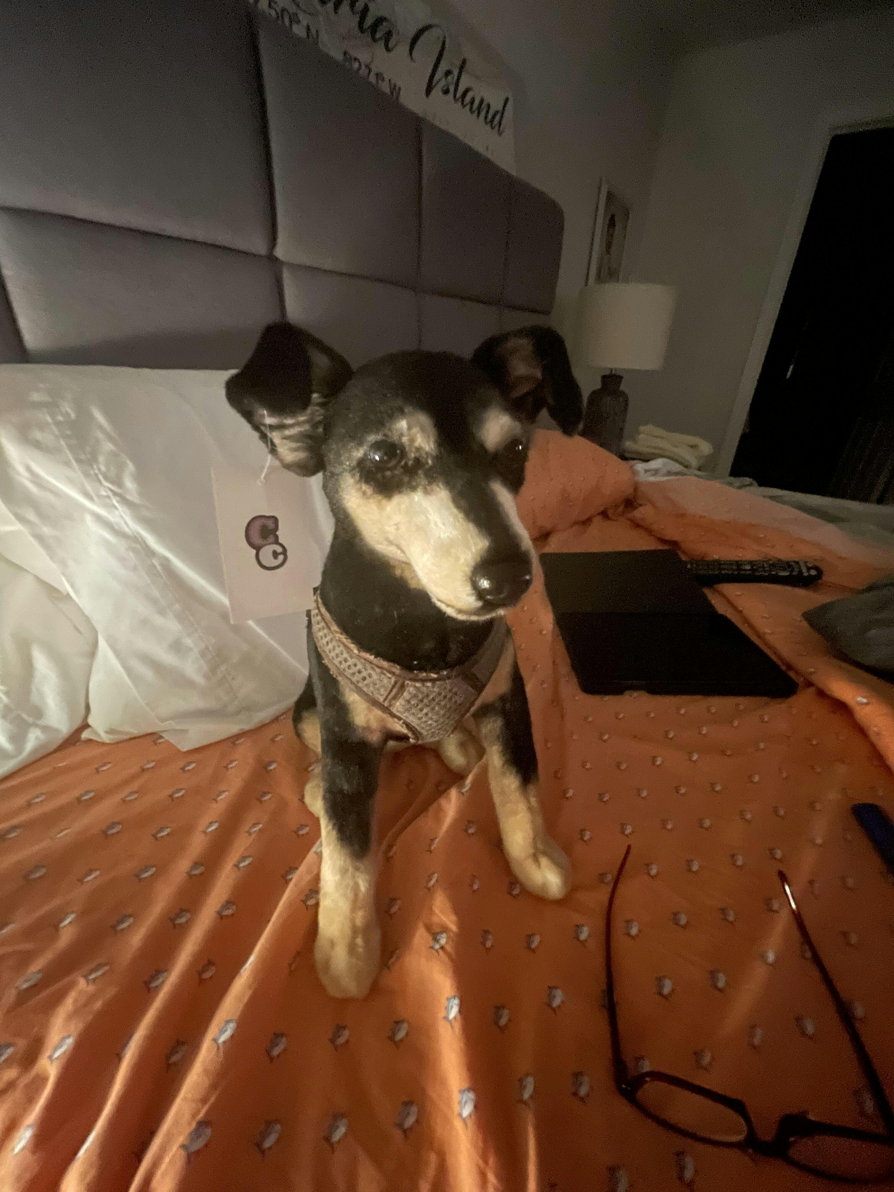 Yorkie Stuffed Animal | Immortalize Your Pet with a Yorkie Plush ...