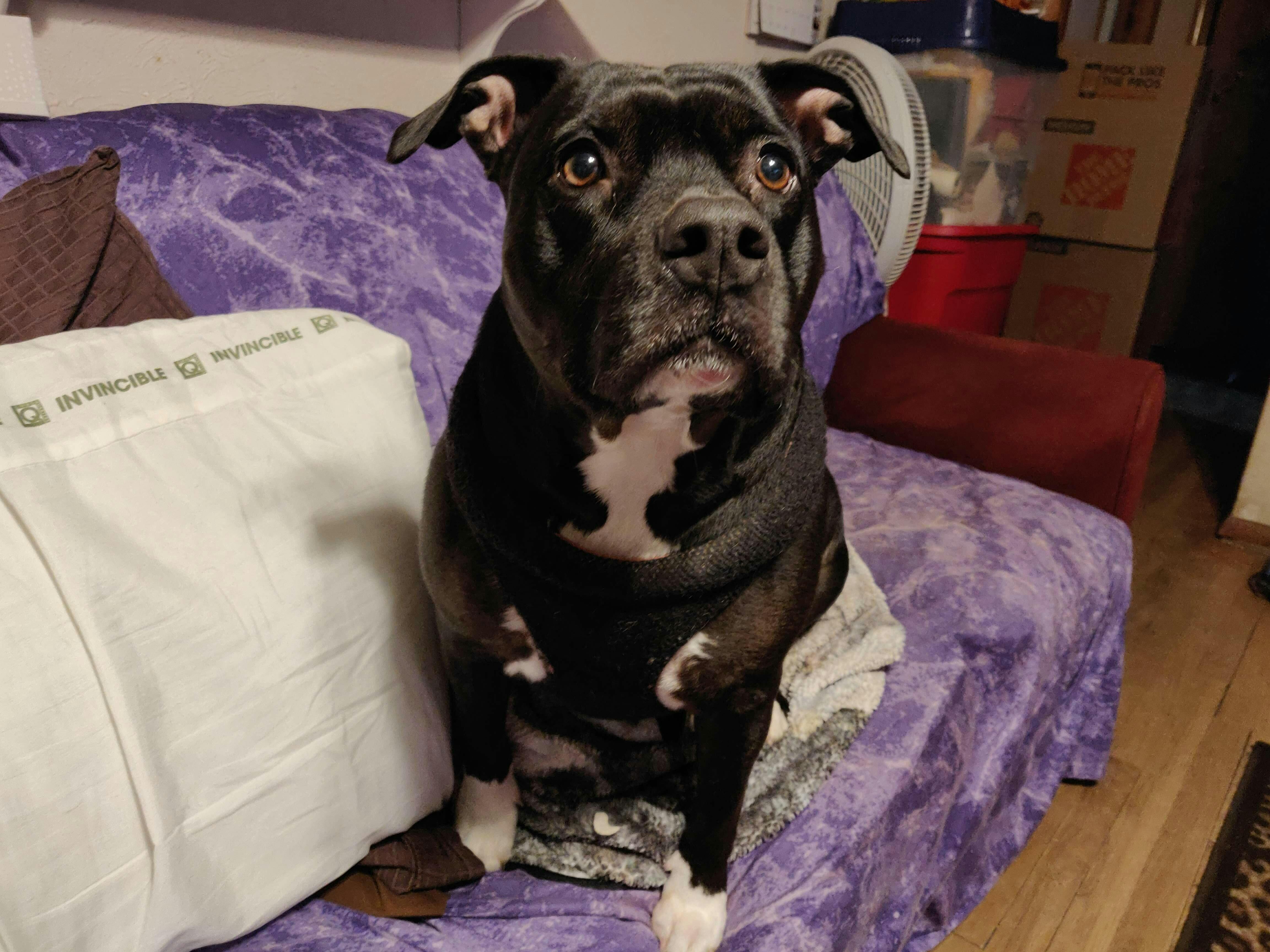 Yorkie Stuffed Animal | Immortalize Your Pet with a Yorkie Plush ...