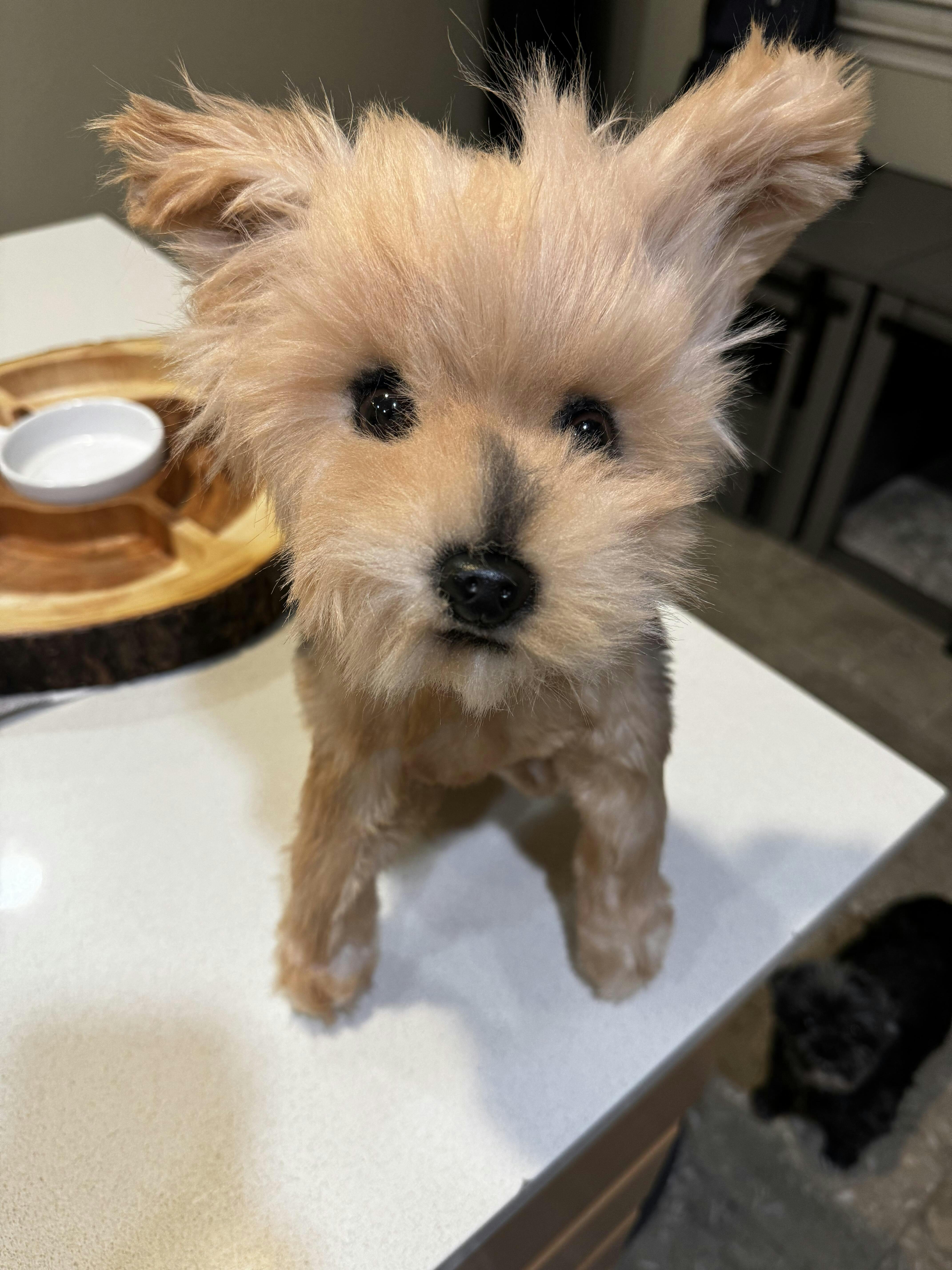 Tortoiseshell Cat Stuffed Animal | Get A Custom Tortoiseshell Cat Plush ...