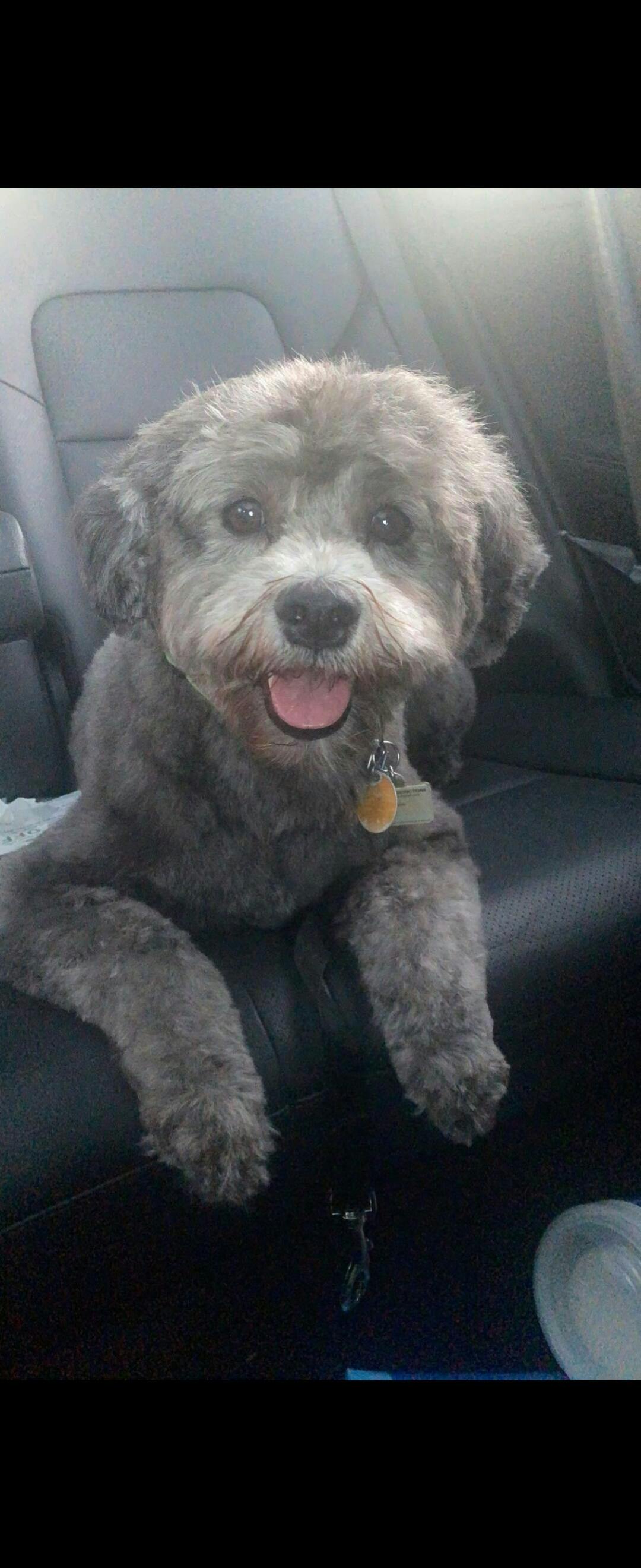 Tortoiseshell Cat Stuffed Animal | Get A Custom Tortoiseshell Cat Plush ...