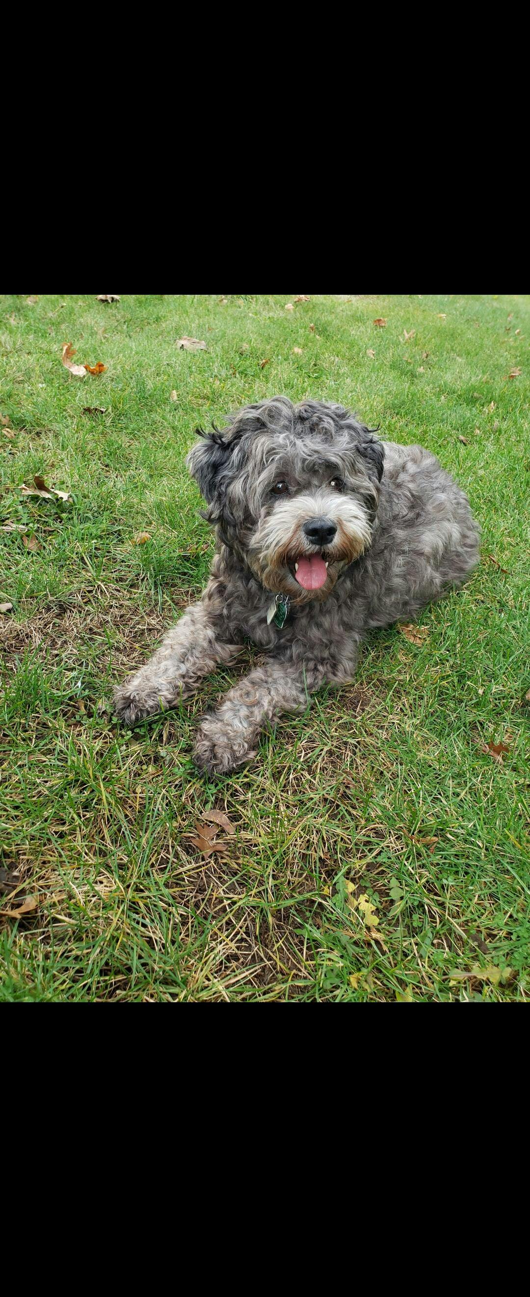 Tortoiseshell Cat Stuffed Animal | Get A Custom Tortoiseshell Cat Plush ...