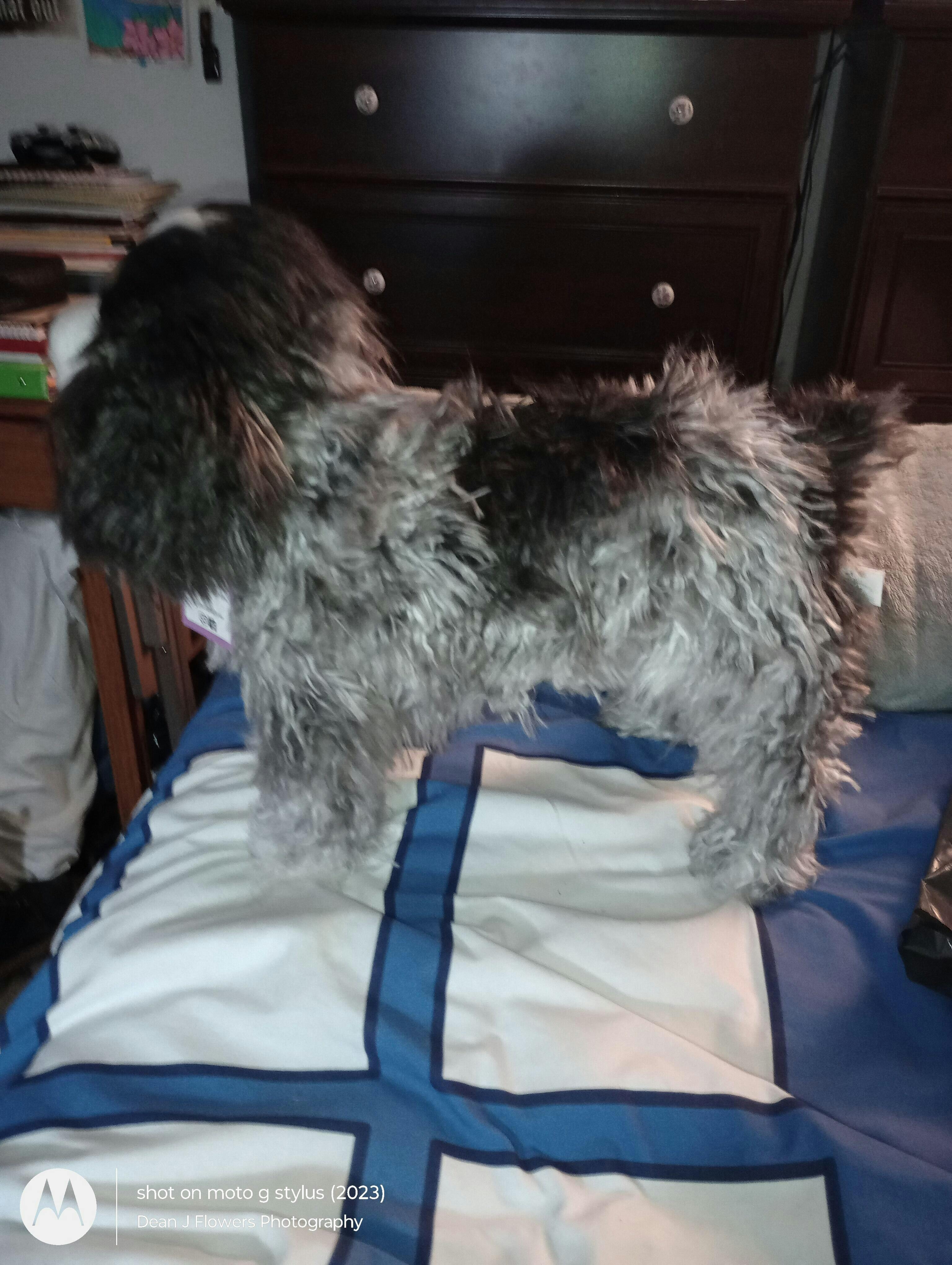 Product Reviews - Cuddle Clones