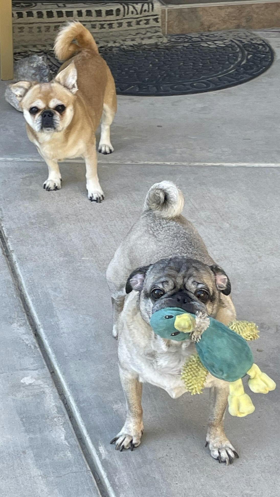 Product Reviews - Cuddle Clones