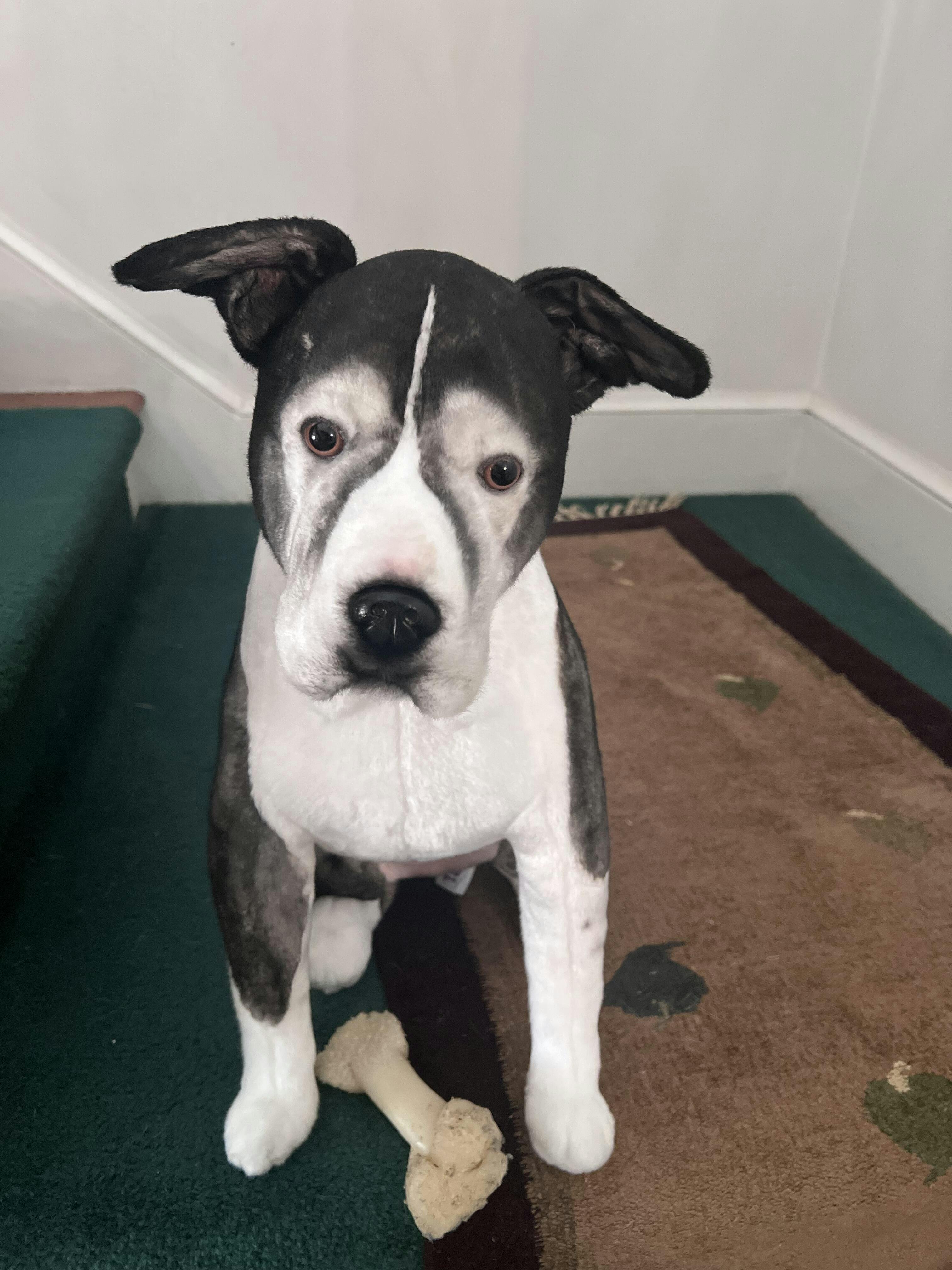 Product Reviews - Cuddle Clones