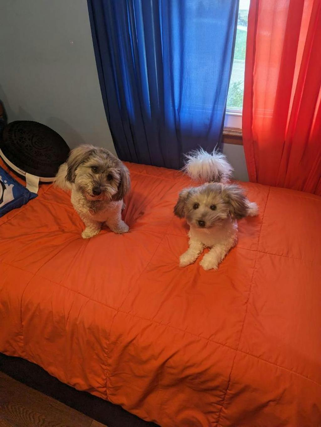 Product Reviews - Cuddle Clones