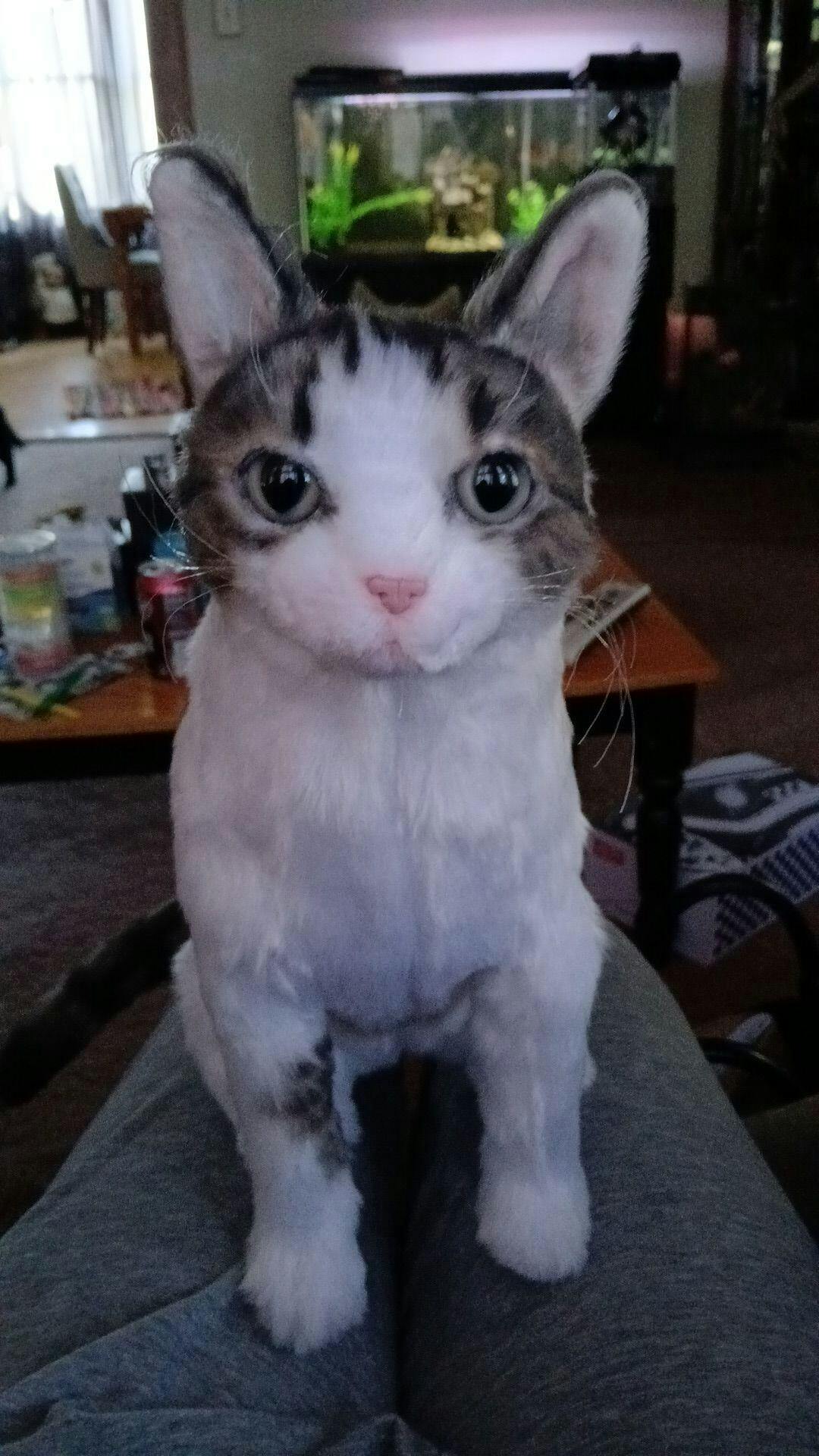 Stuffed Animal That Looks Like Your Pet | Customize a High-Quality Dog ...