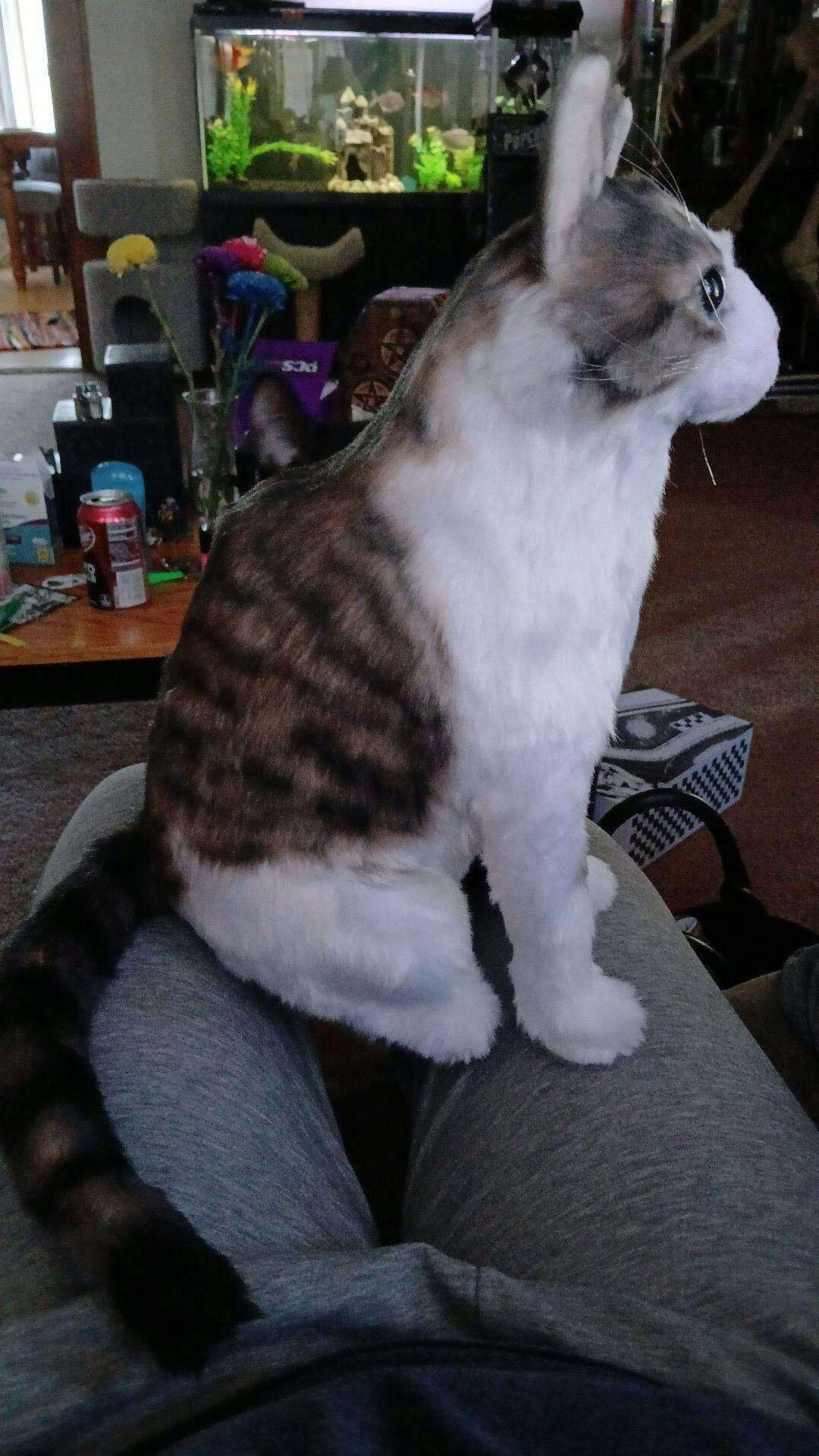 Stuffed Animal That Looks Like Your Pet | Customize a High-Quality Dog ...