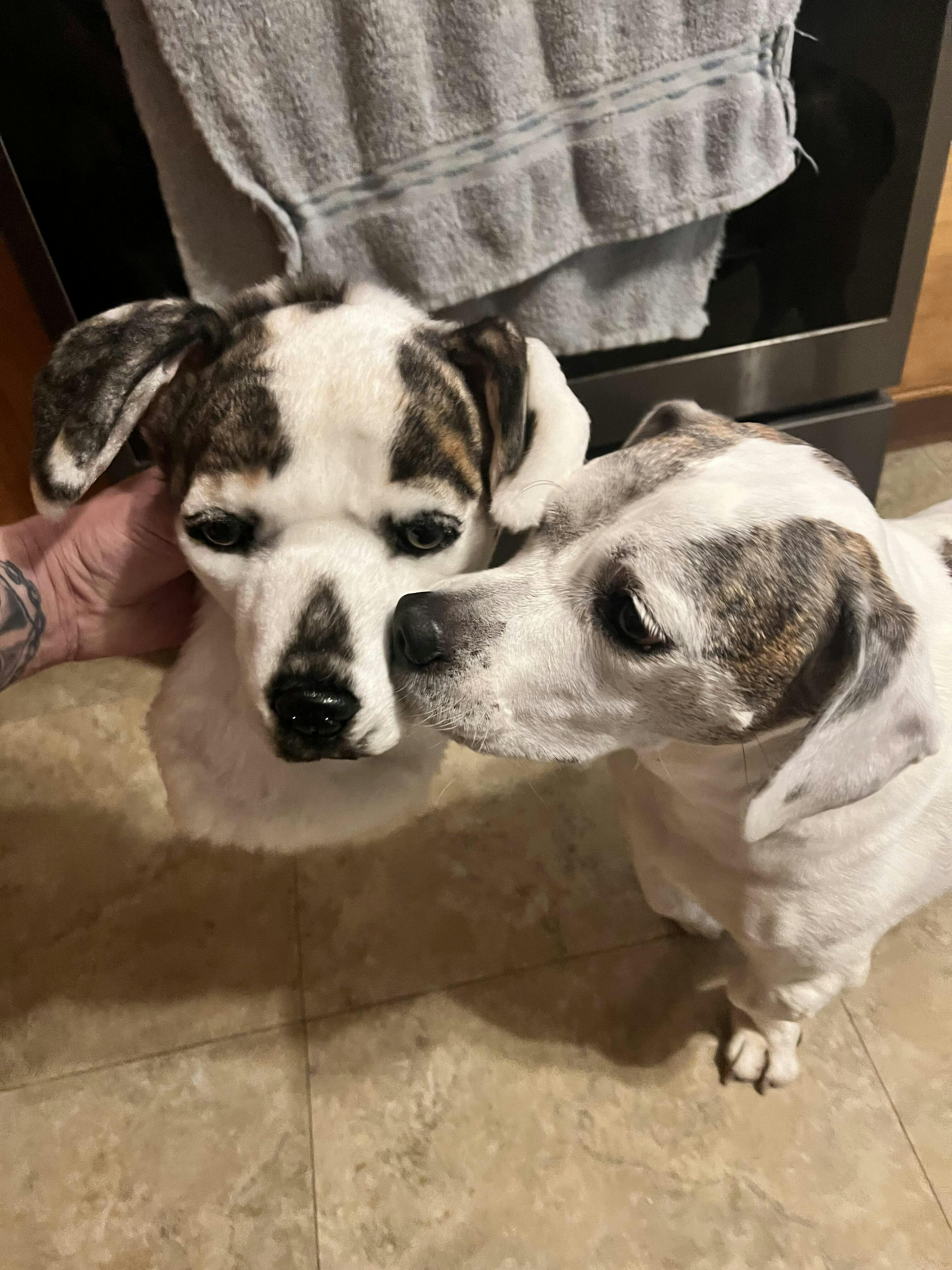 Product Reviews - Cuddle Clones