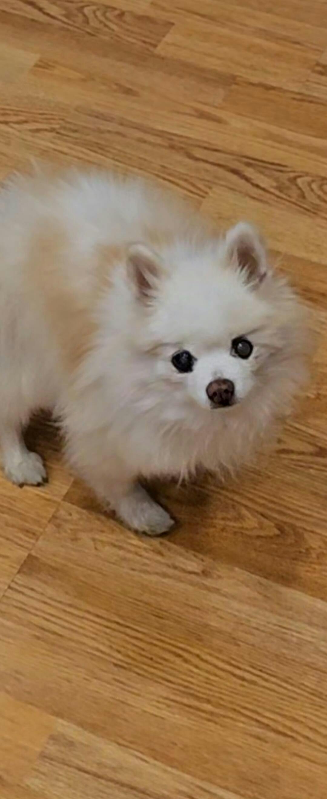 Stuffed Animal That Looks Like Your Pet | Customize a High-Quality Dog ...