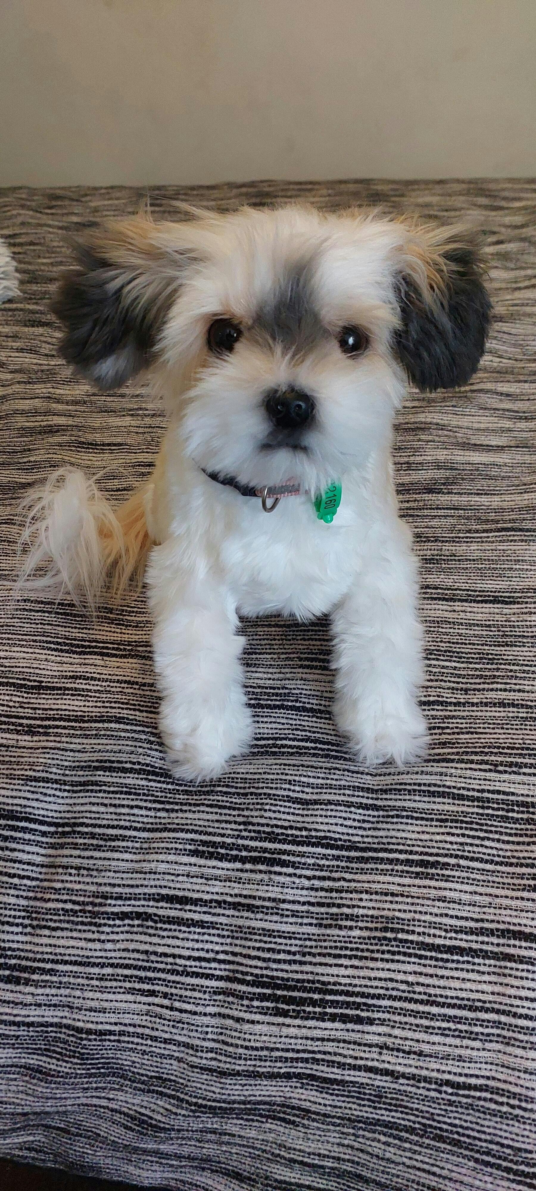 How to Customize Your Perfect Clone - Cuddle Clones