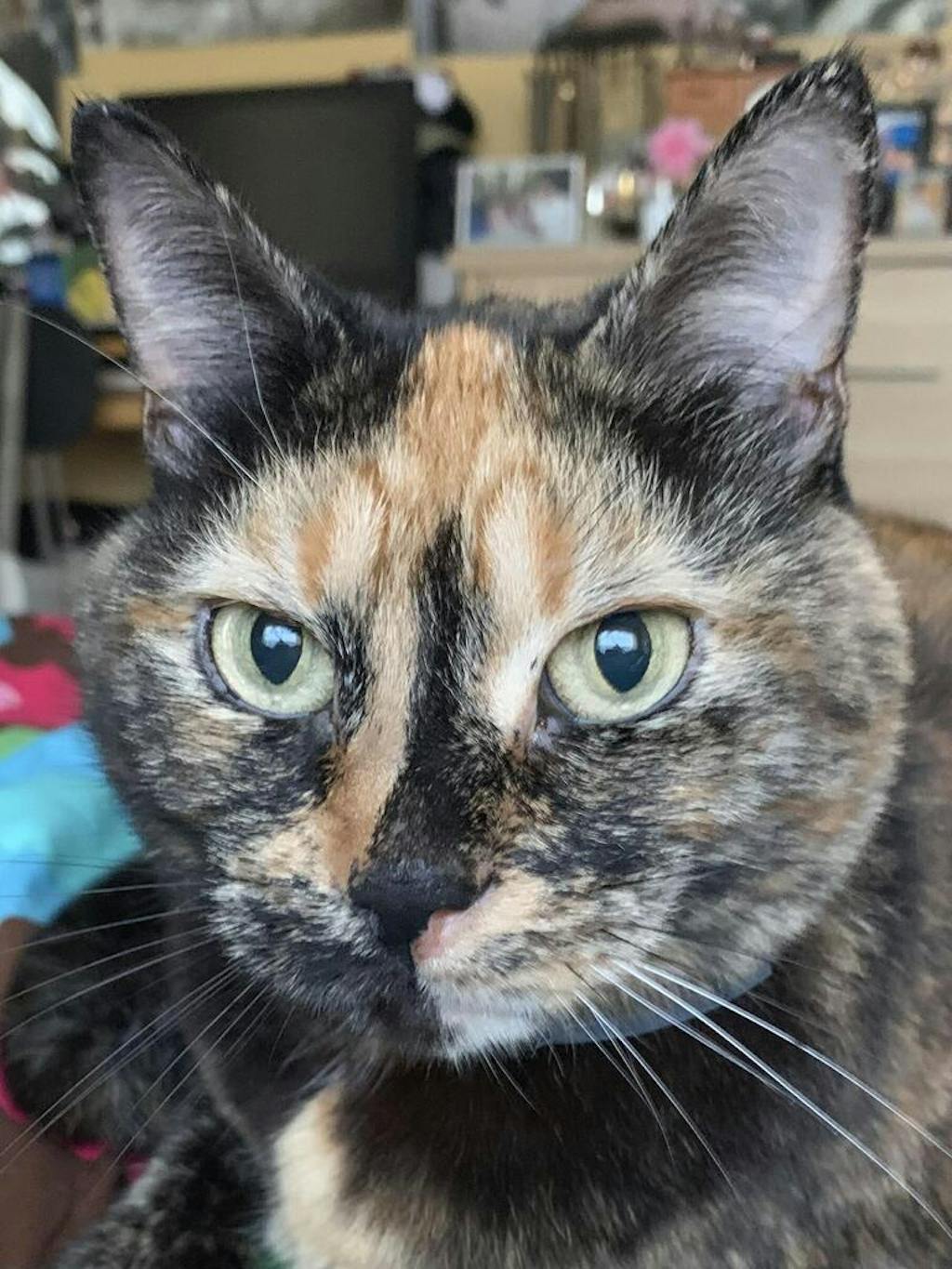 Product Reviews - Cuddle Clones