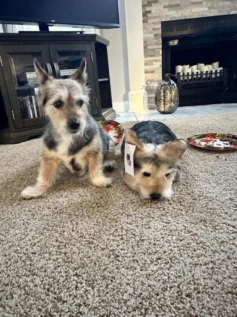 Product Reviews - Cuddle Clones