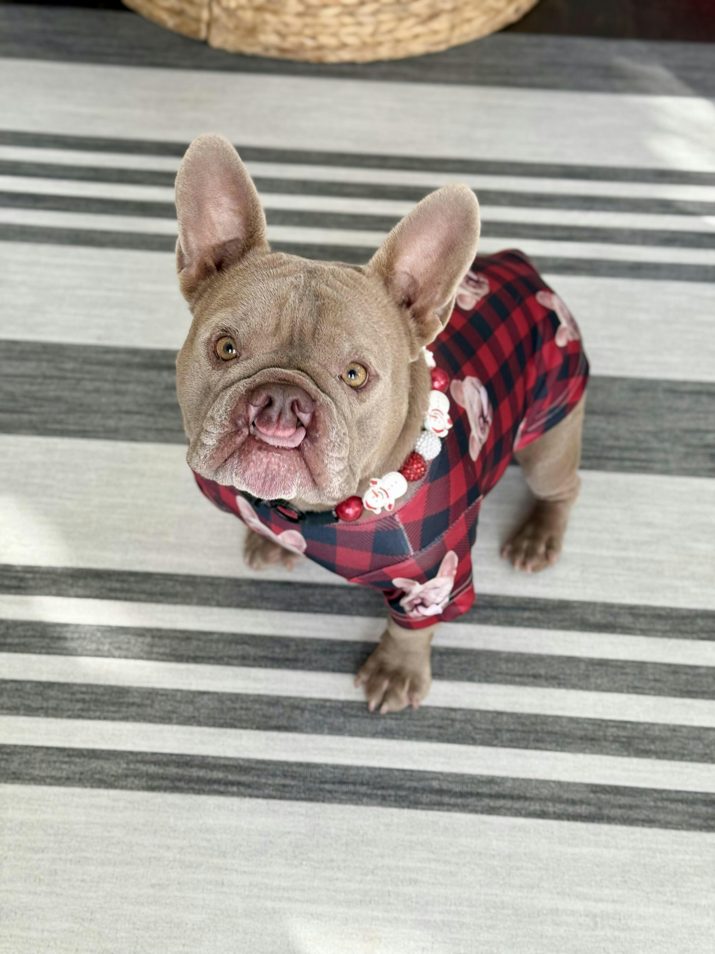 Custom Dog Pajamas - Cuddle Clones