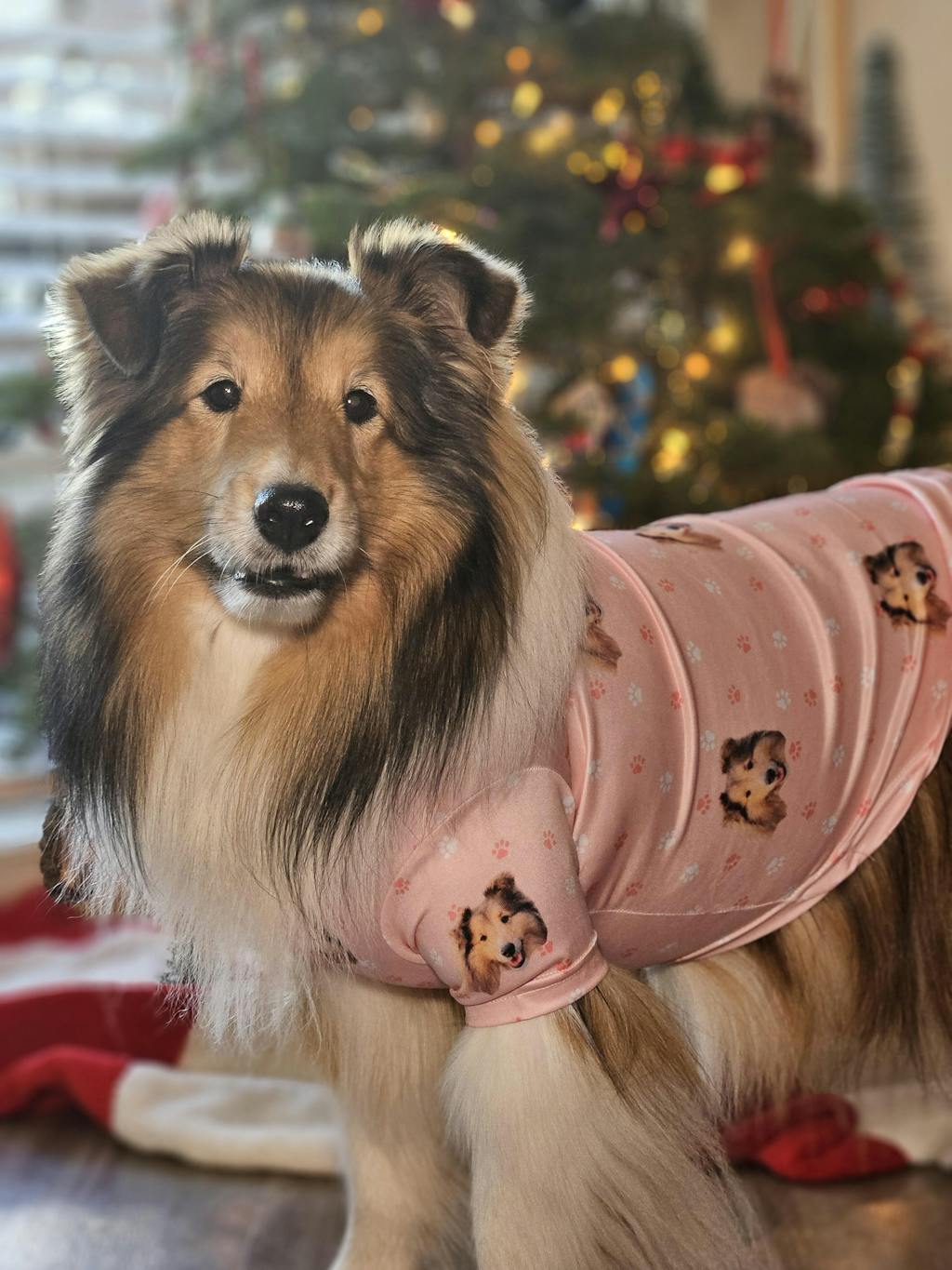 Custom Dog Pajamas - Cuddle Clones