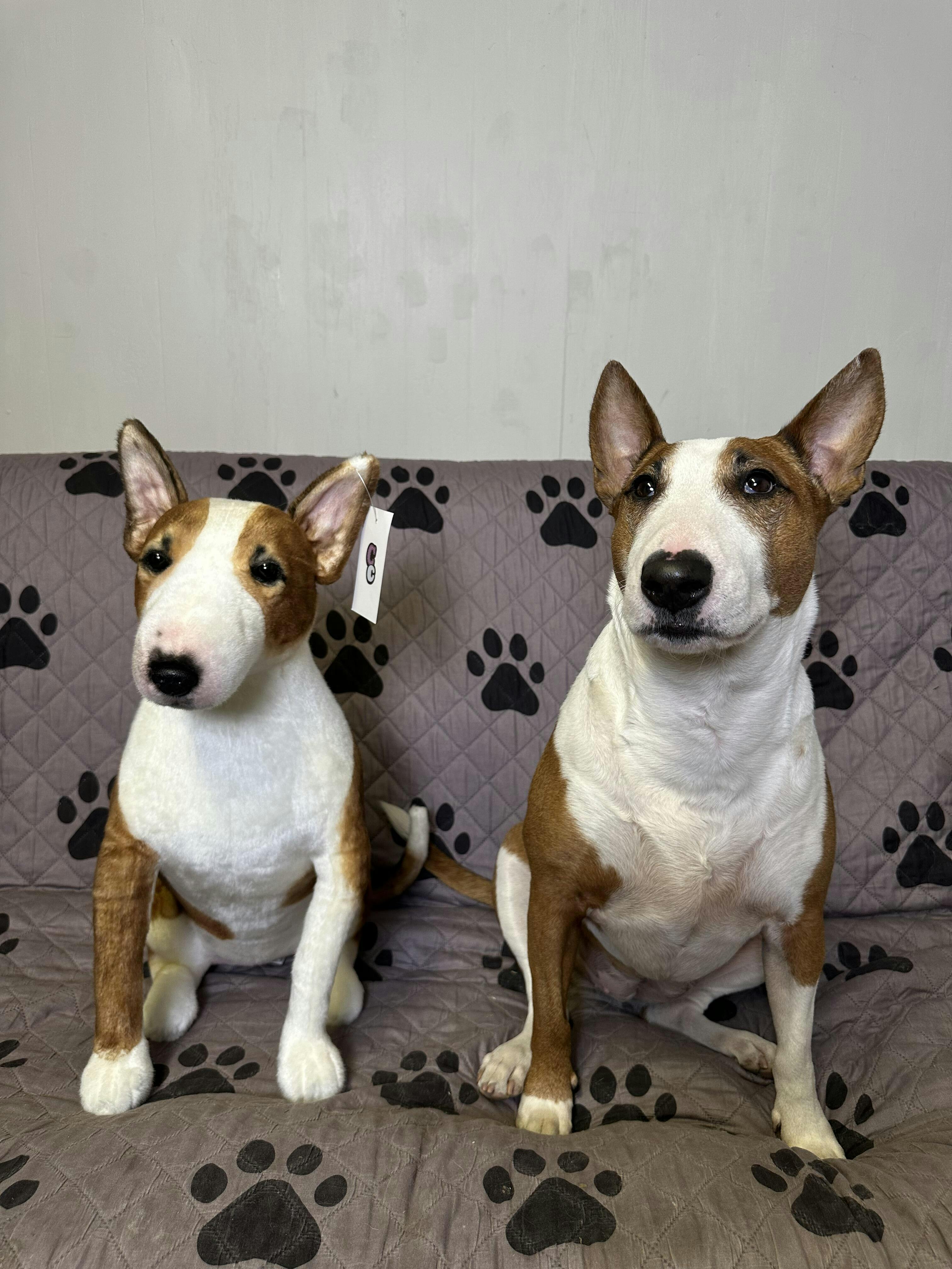 Product Reviews - Cuddle Clones