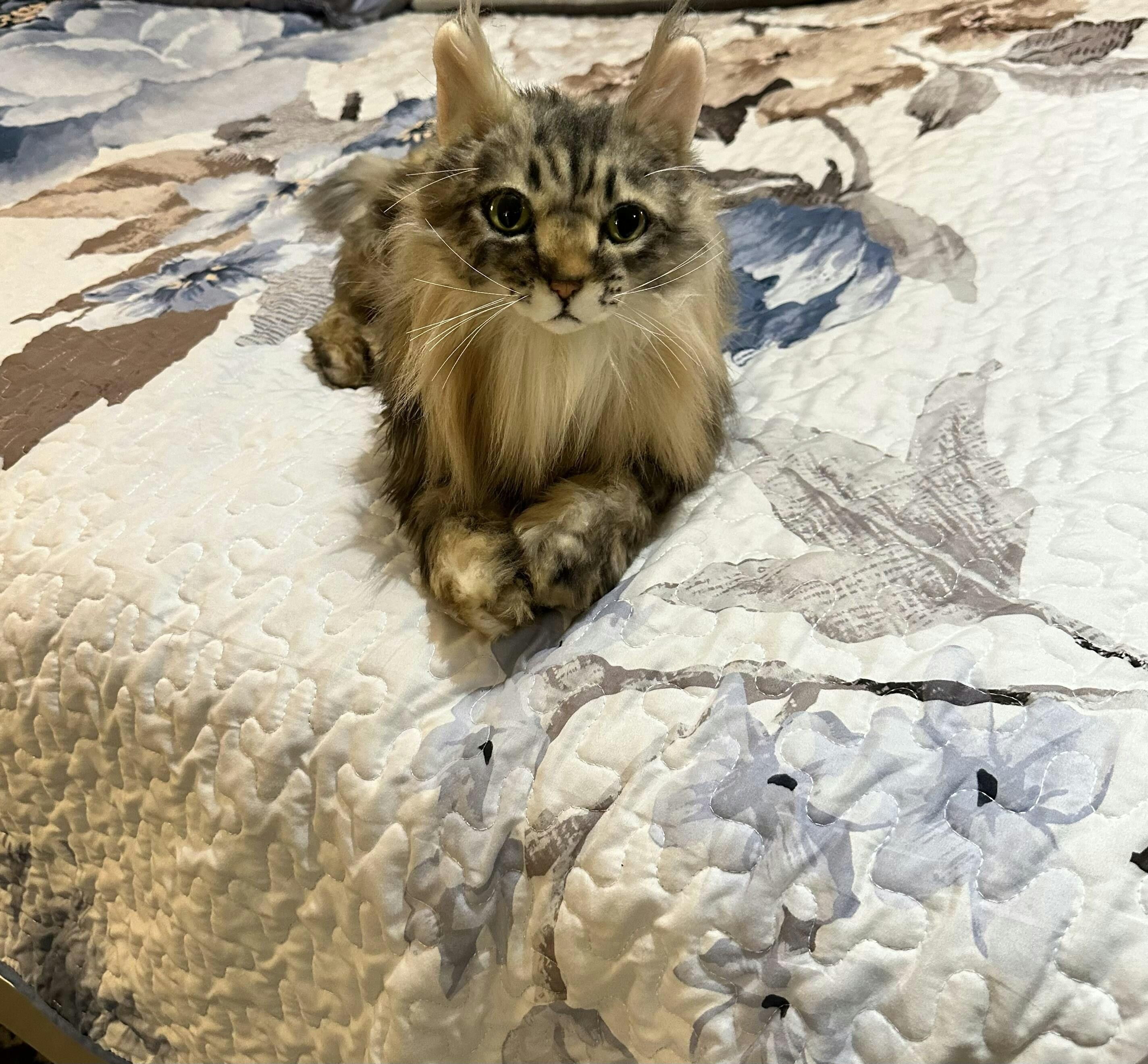 Cuddle Clones Holiday Gift Box