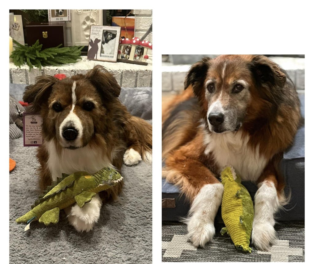 Cuddle Clones Holiday Gift Box