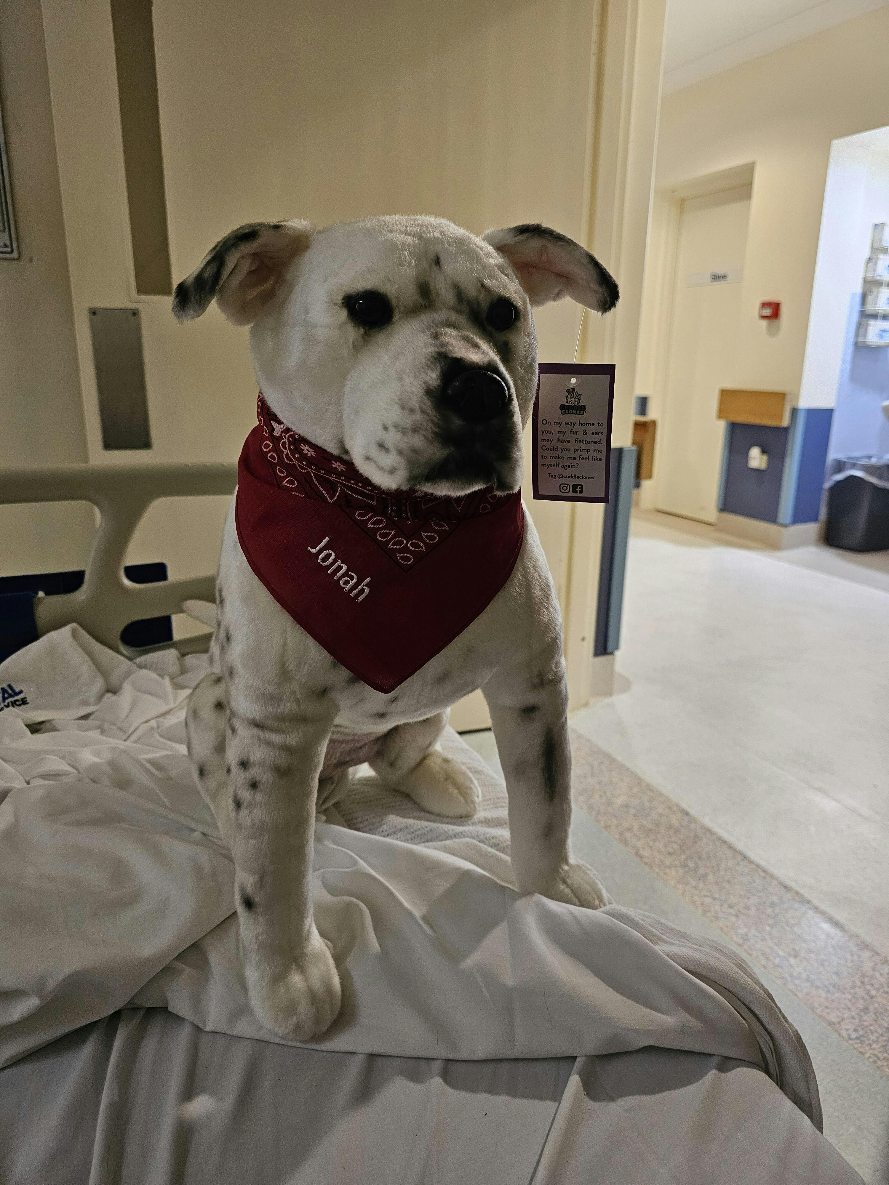 Stuffed Animal That Looks Like Your Pet | Customize a High-Quality Dog ...