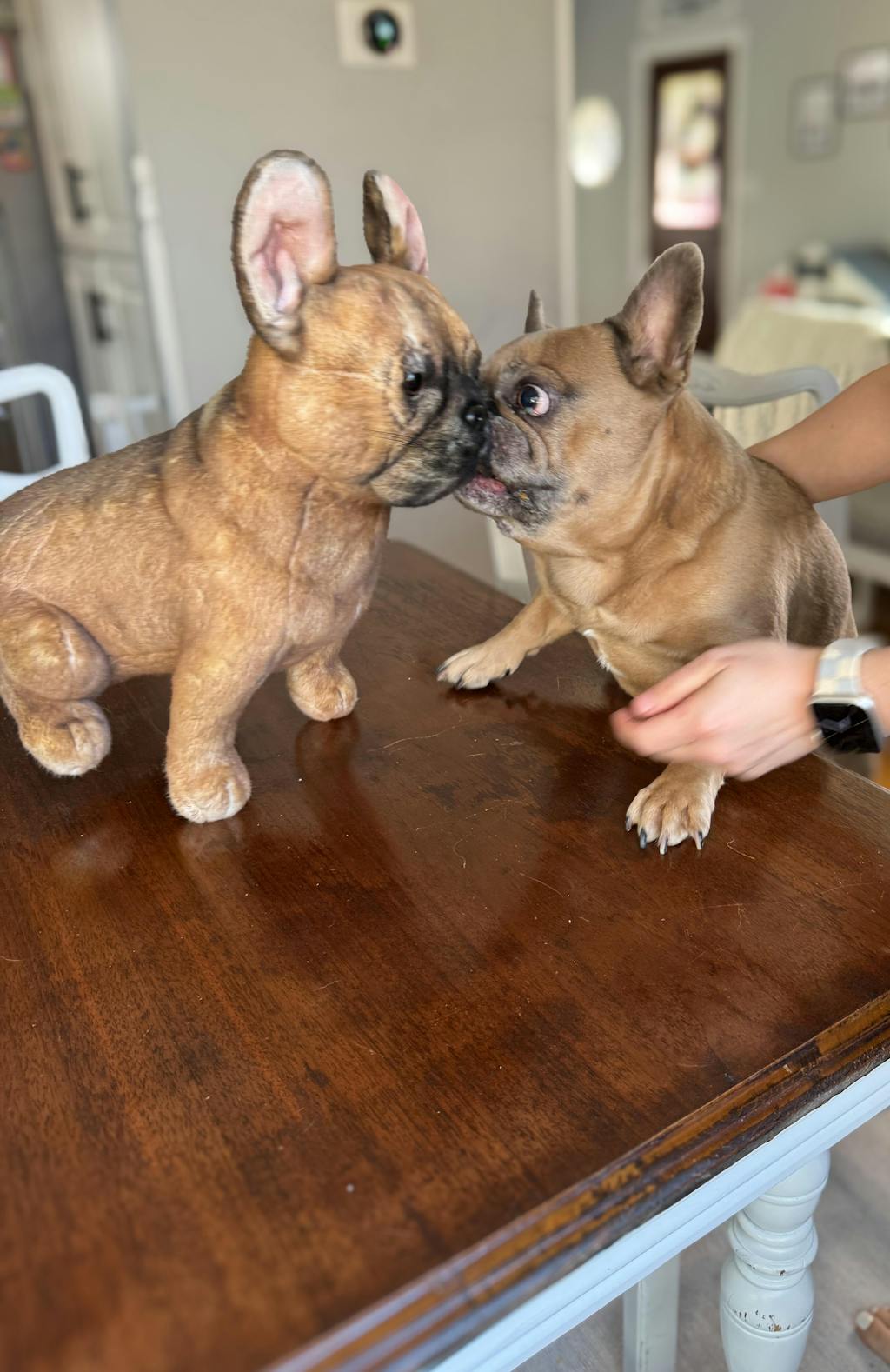 Stuffed Animal That Looks Like Your Pet | Customize a High-Quality Dog ...