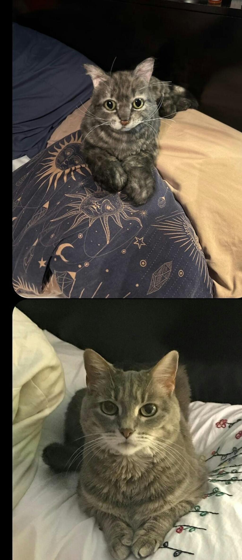 Product Reviews - Cuddle Clones