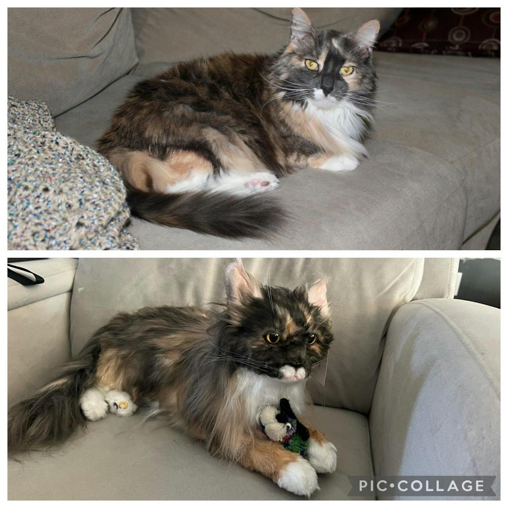 Product Reviews - Cuddle Clones