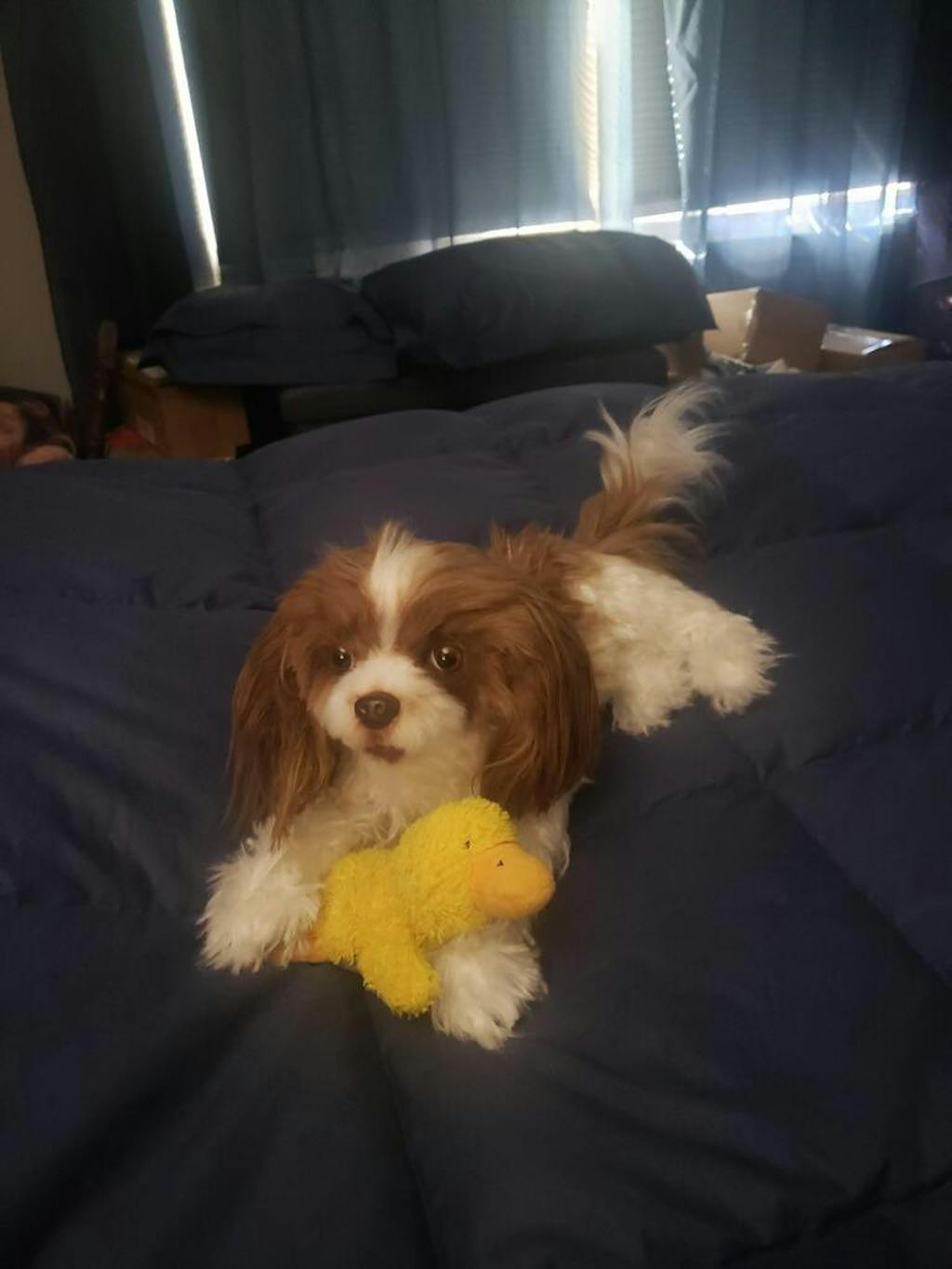 Product Reviews - Cuddle Clones