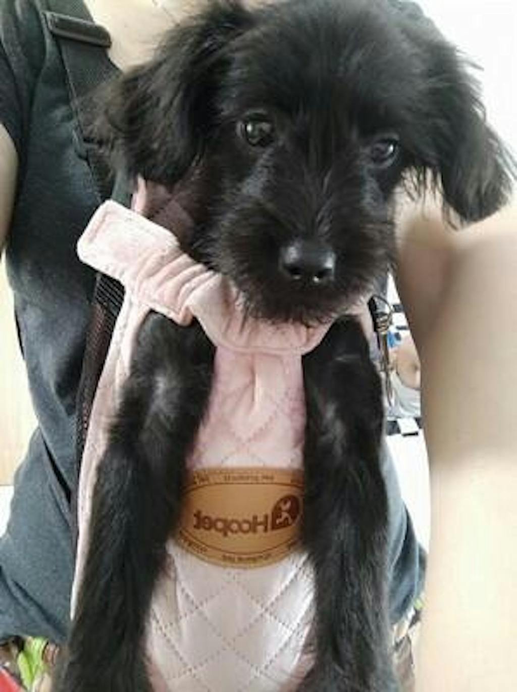 Cat Front Carrier Bag