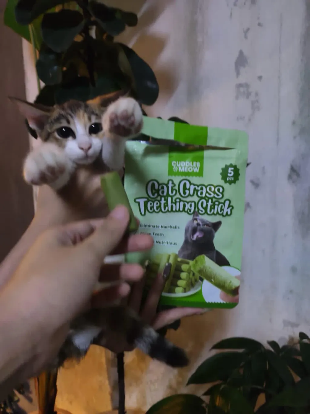 Cat Grass Teething Stick