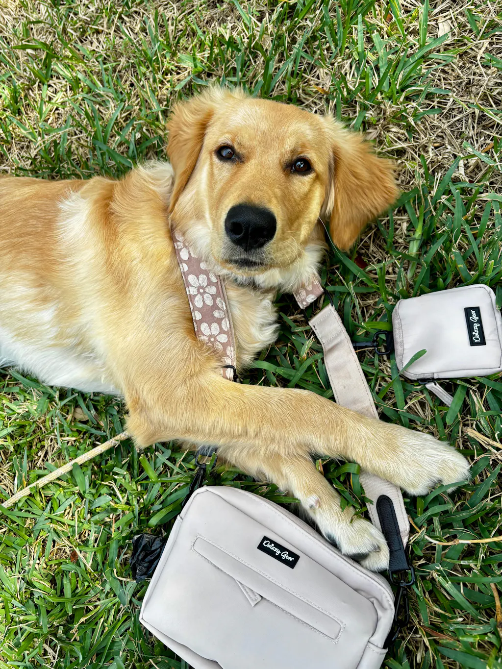 Dog Matching Walking Sets for Stylish Pups | Daizzy Gear