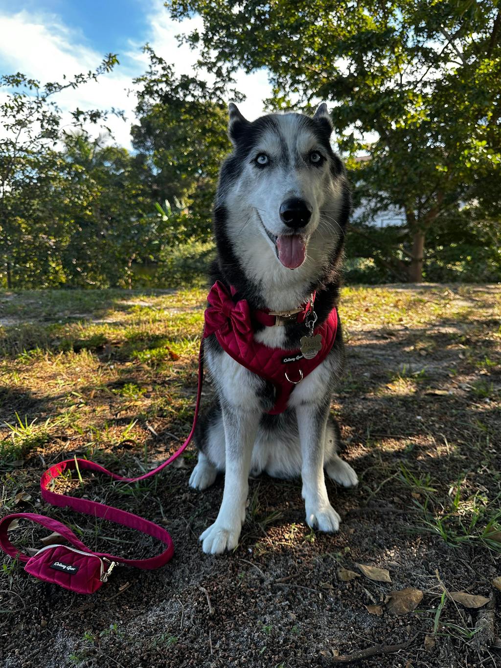 Daizzy Gear - Stylish Accessories for Dogs