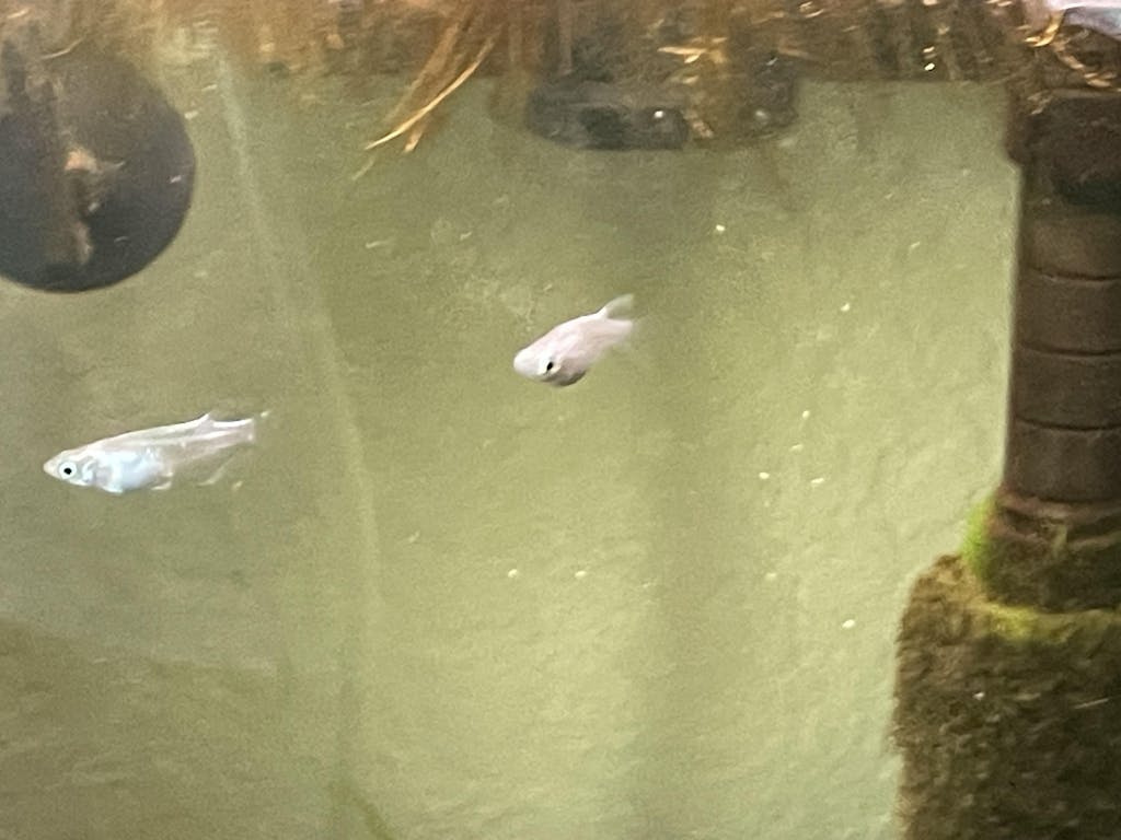 Blue Miyuki Medaka Ricefish – Daku Aquatics