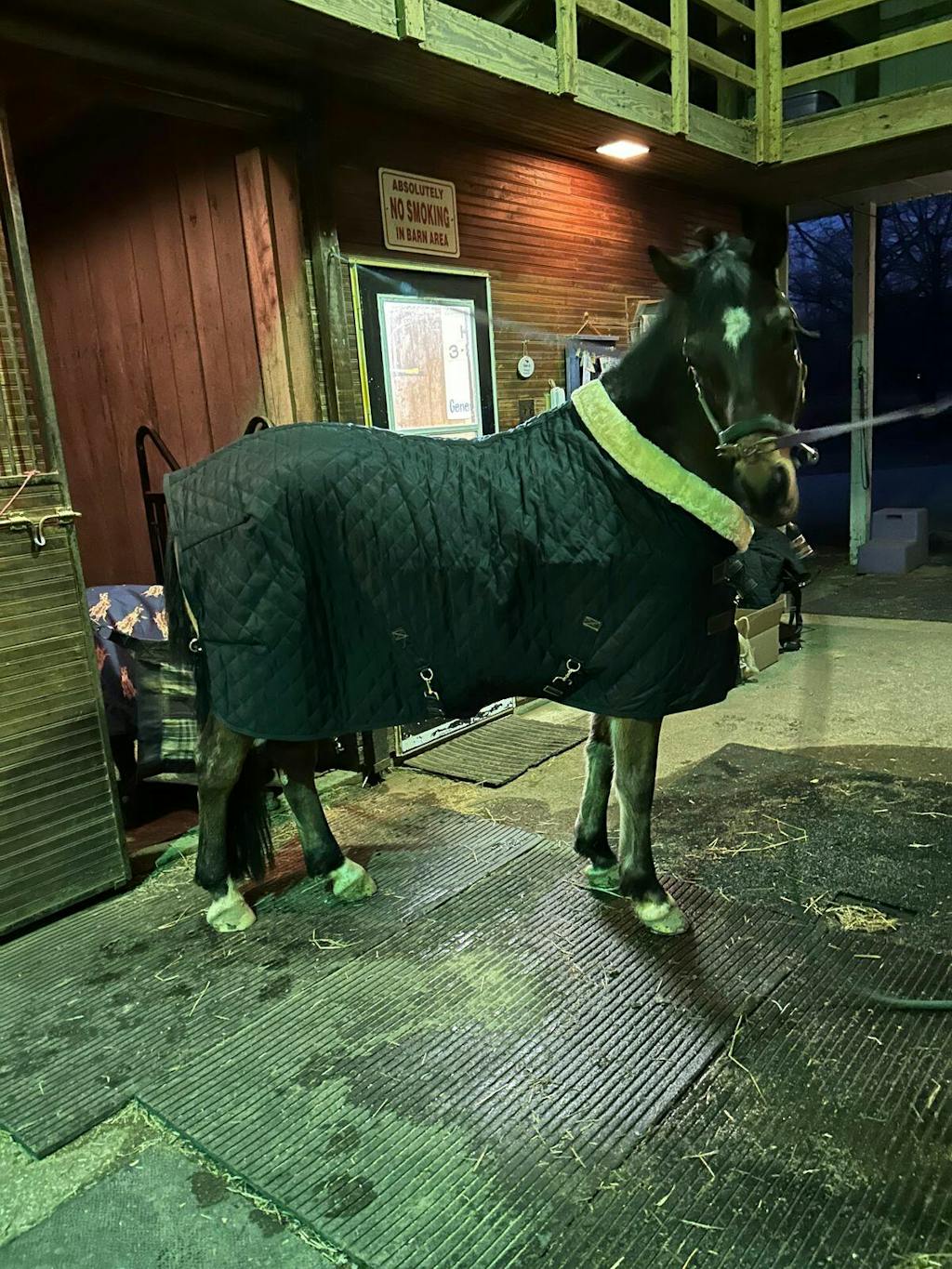 Kentucky Horsewear Show Rug, Dark Green – Dapper Horse