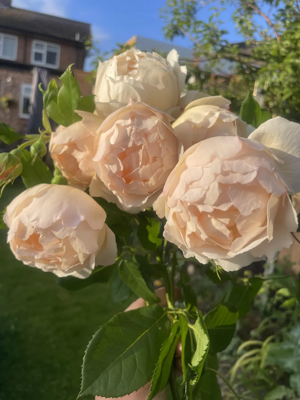 Wollerton Old Hall | English Climbing Rose | David Austin Roses