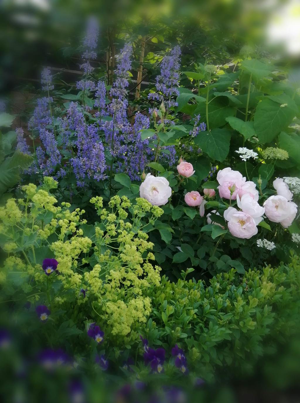 Scarborough Fair | English Shrub Rose | David Austin Roses