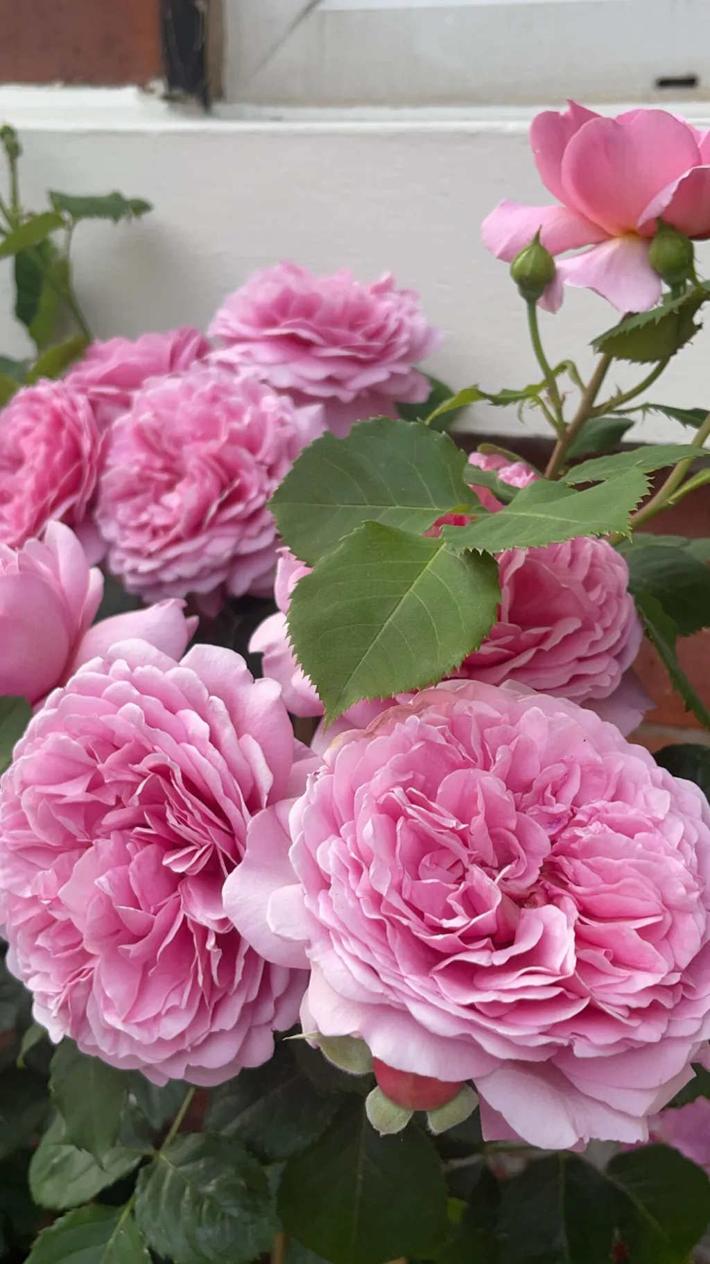 Princess Alexandra of Kent | English Shrub Rose | David Austin Roses