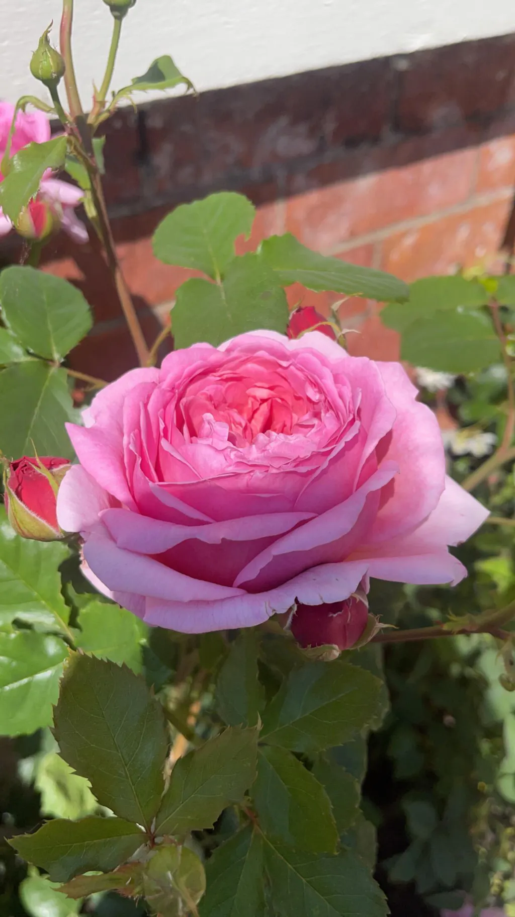 Princess Alexandra of Kent | English Shrub Rose | David Austin Roses