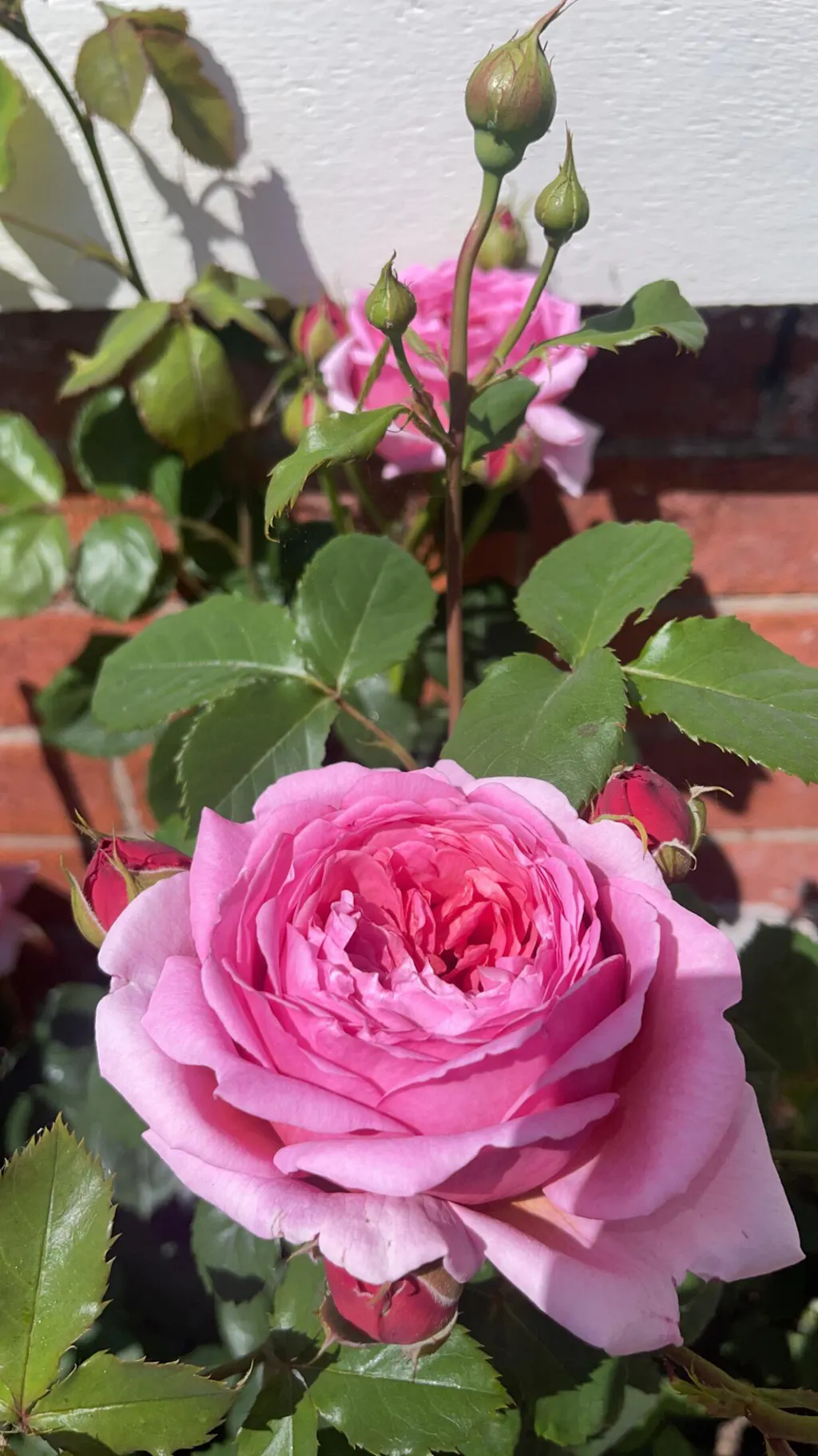 Princess Alexandra of Kent | English Shrub Rose | David Austin Roses