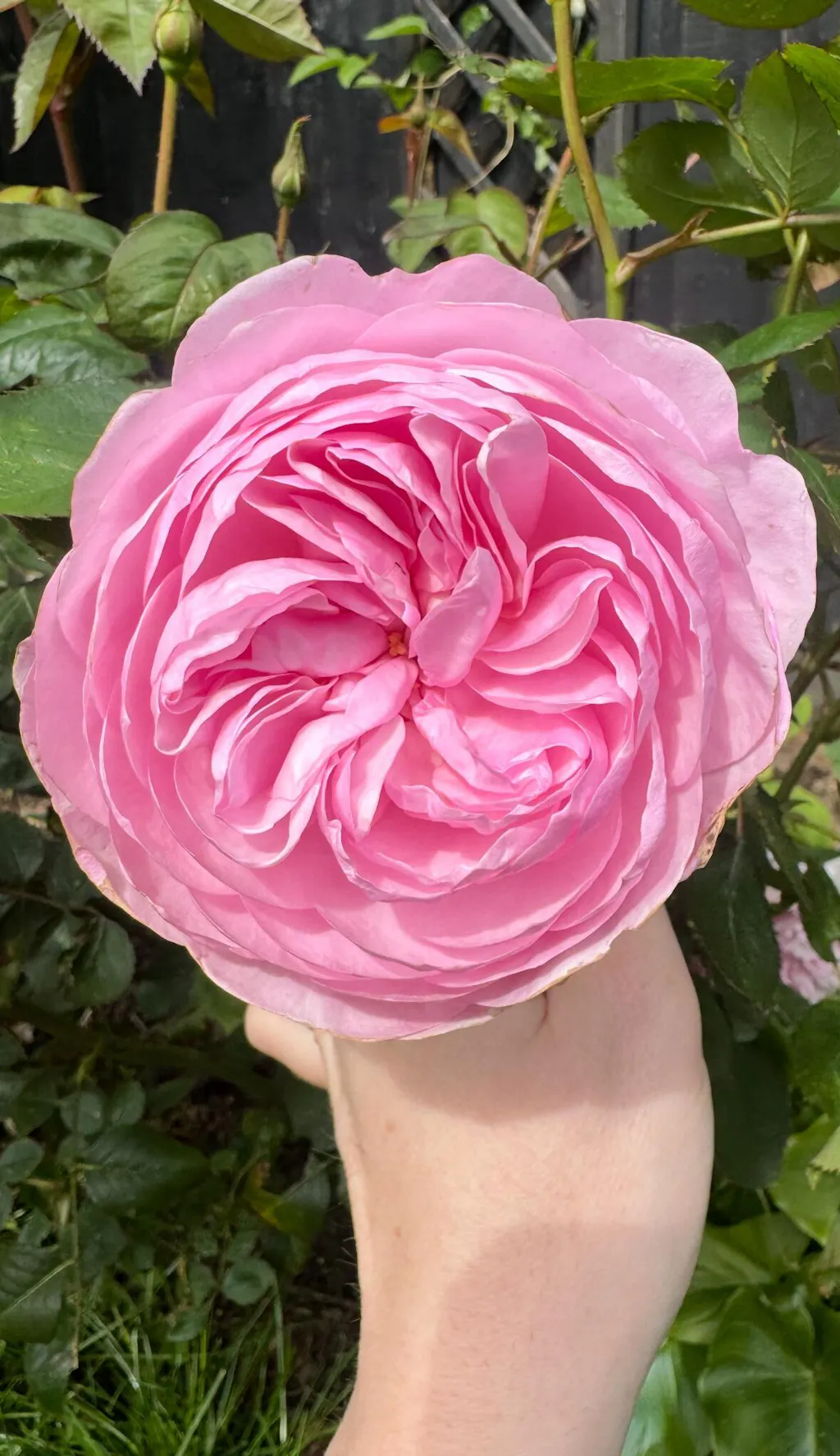 Olivia Rose Austin | English Shrub Rose | David Austin Roses