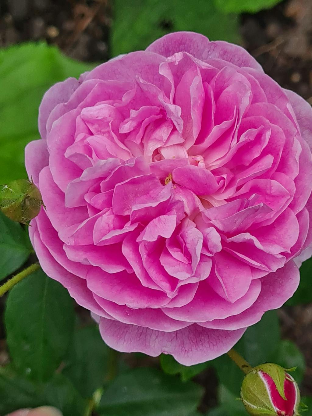 Gertrude Jekyll | English Climbing Rose | David Austin Roses