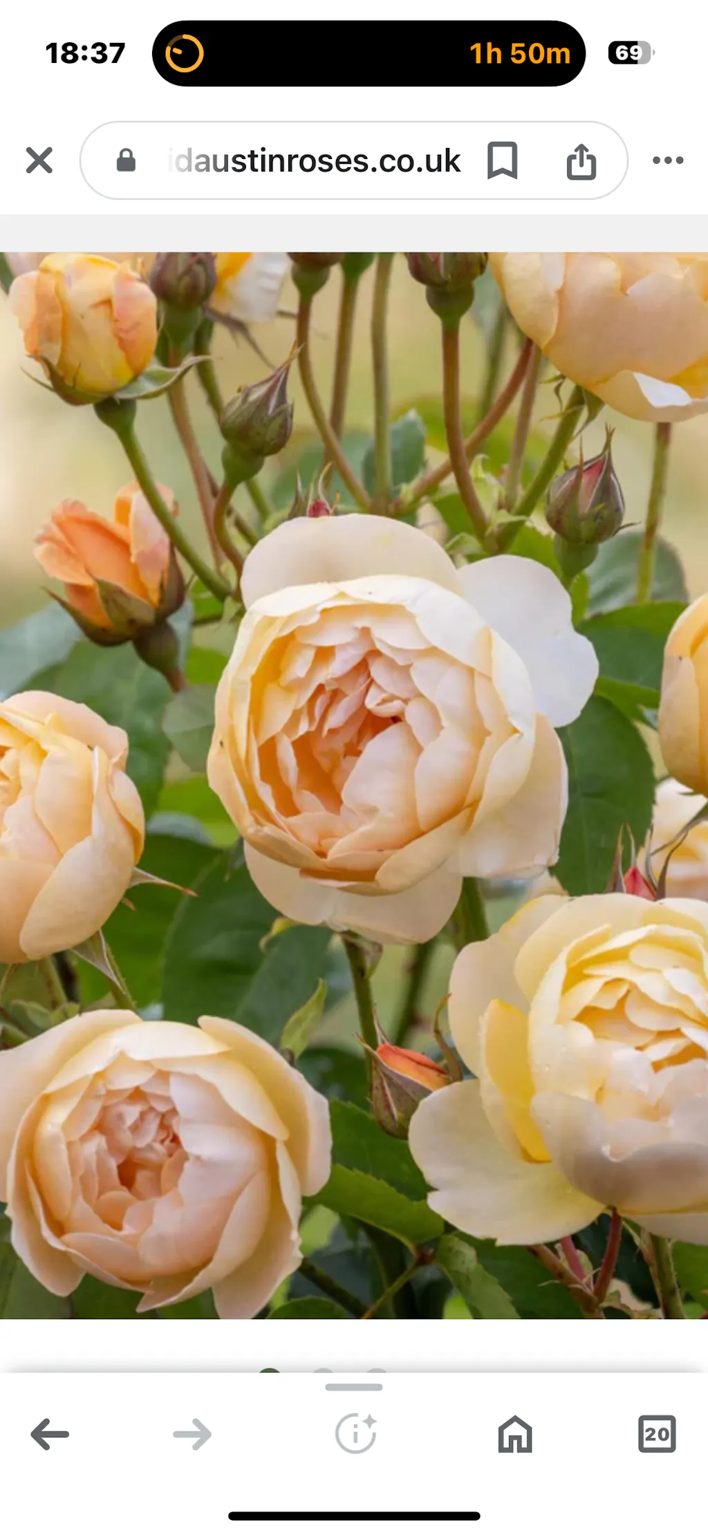 Dannahue | English Shrub Rose | David Austin Roses
