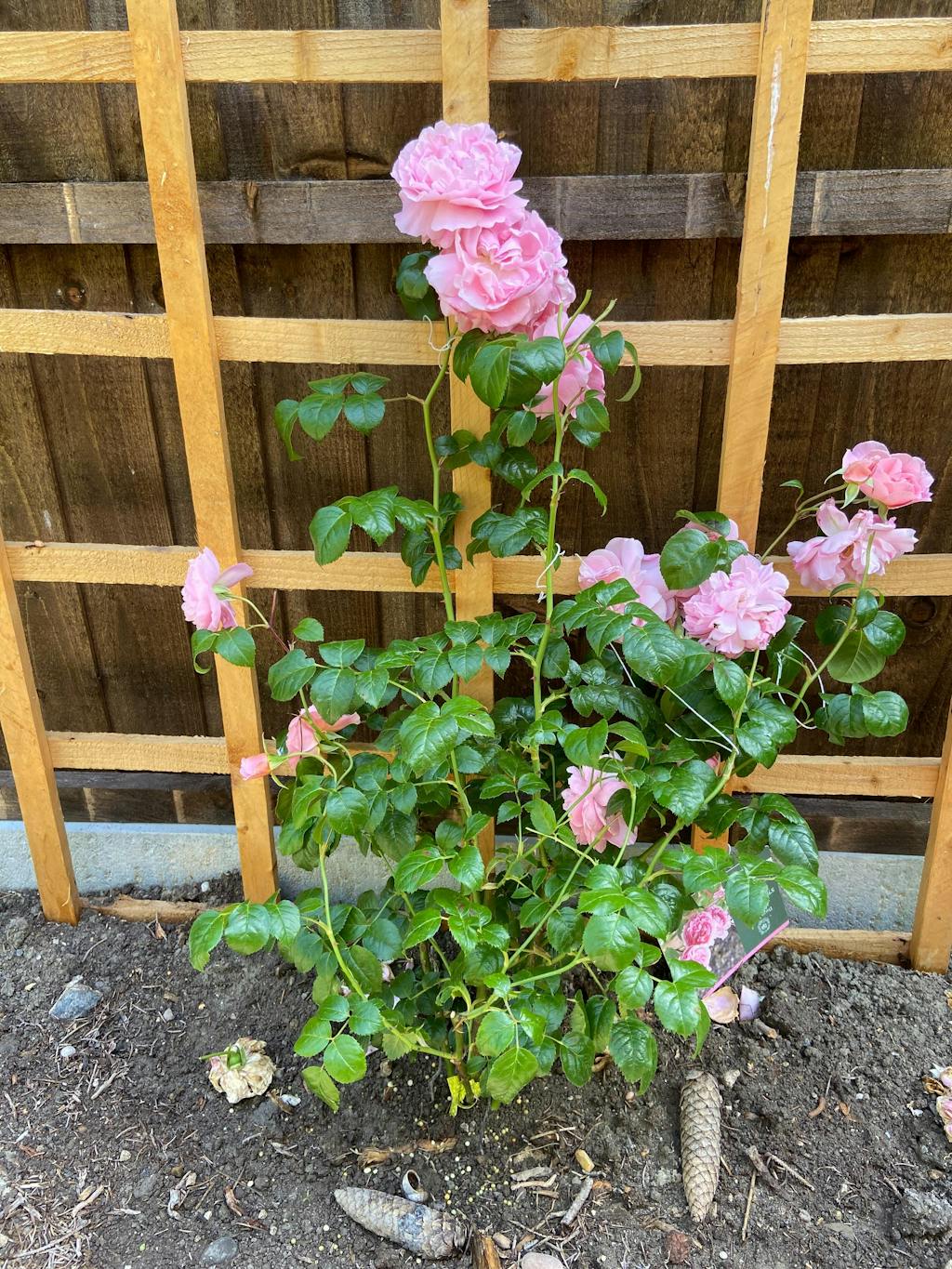 Strawberry Hill | English Climbing Rose | David Austin Roses