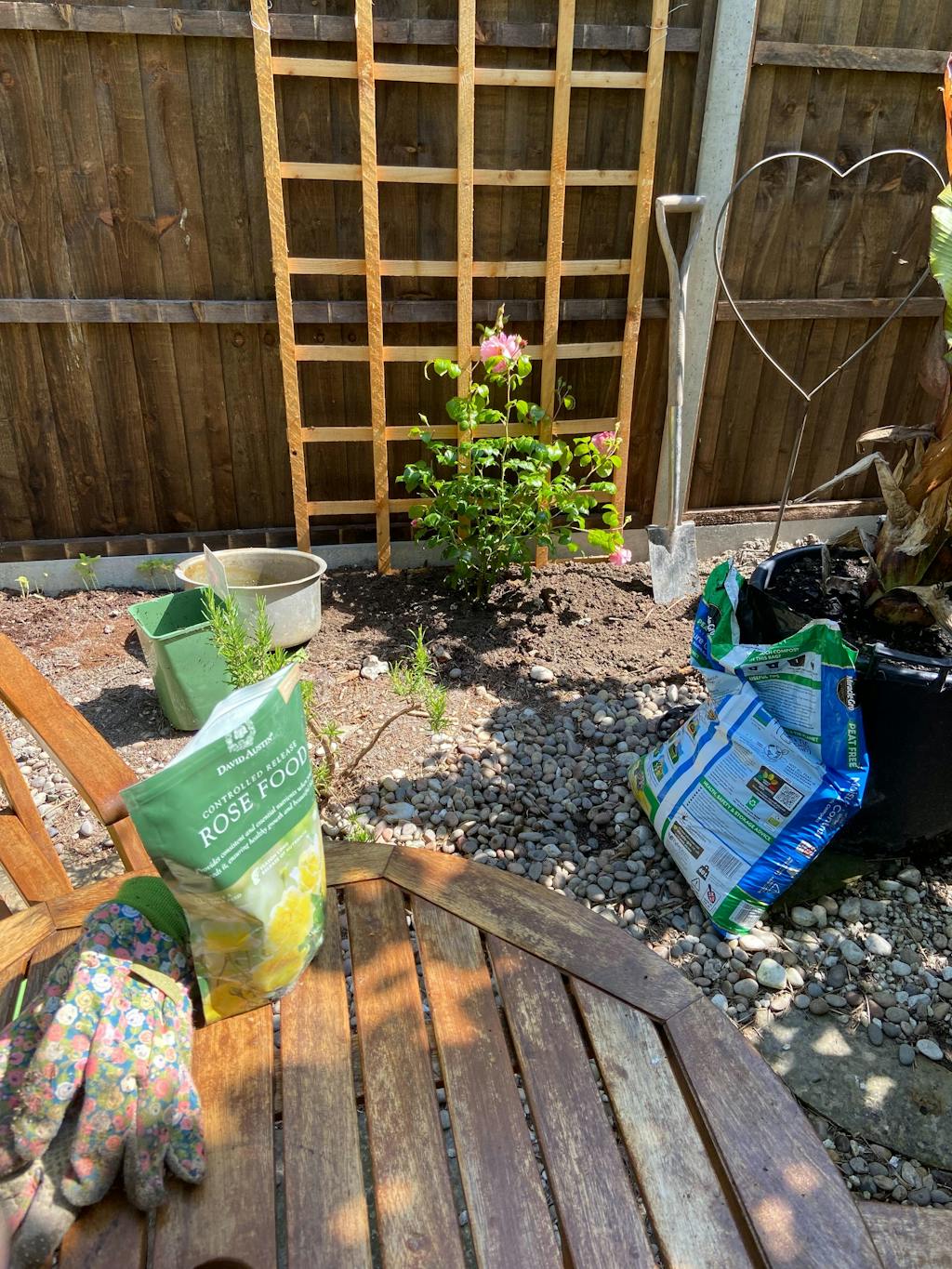 Strawberry Hill | English Climbing Rose | David Austin Roses