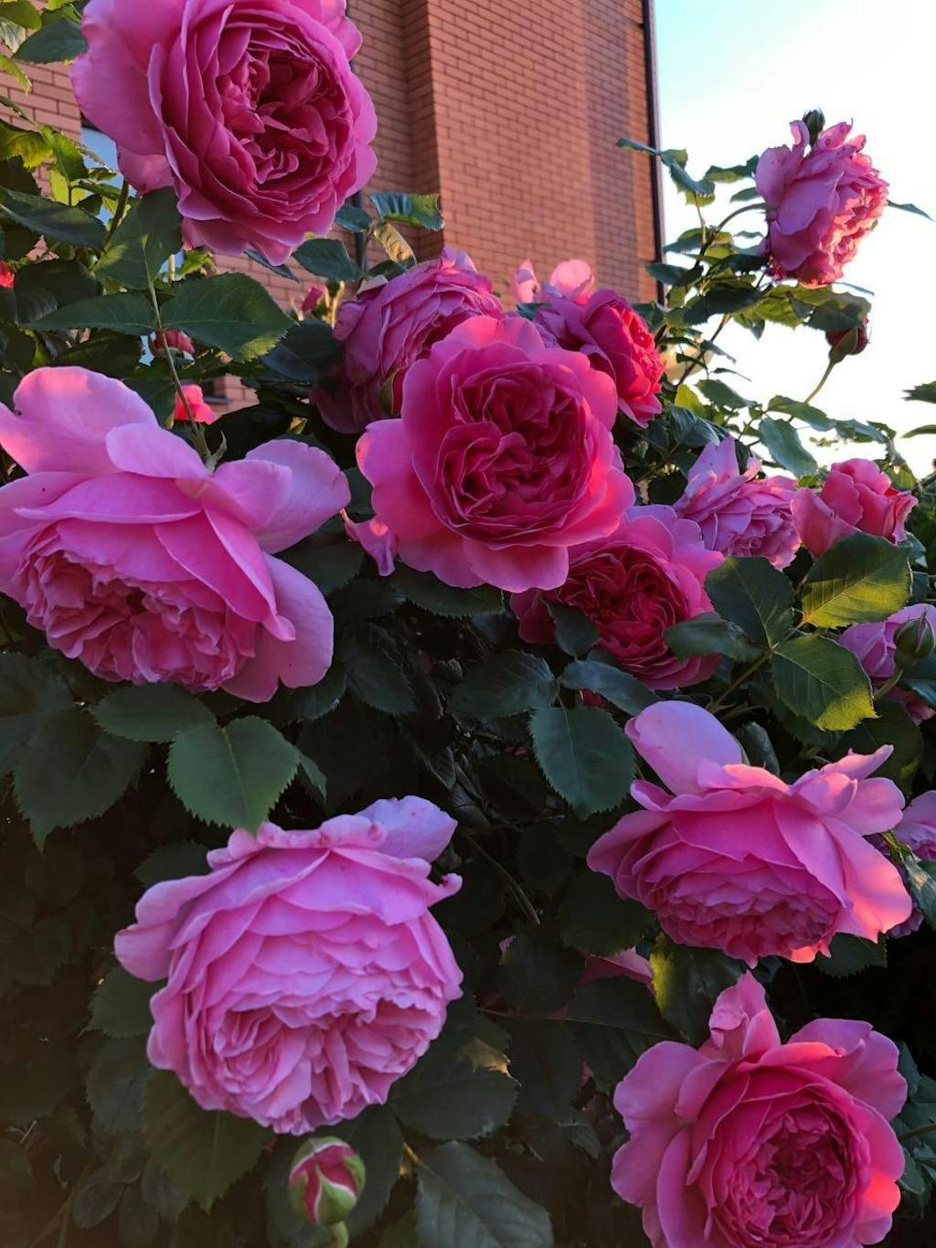 Princess Alexandra of Kent | English Shrub Rose | David Austin Roses